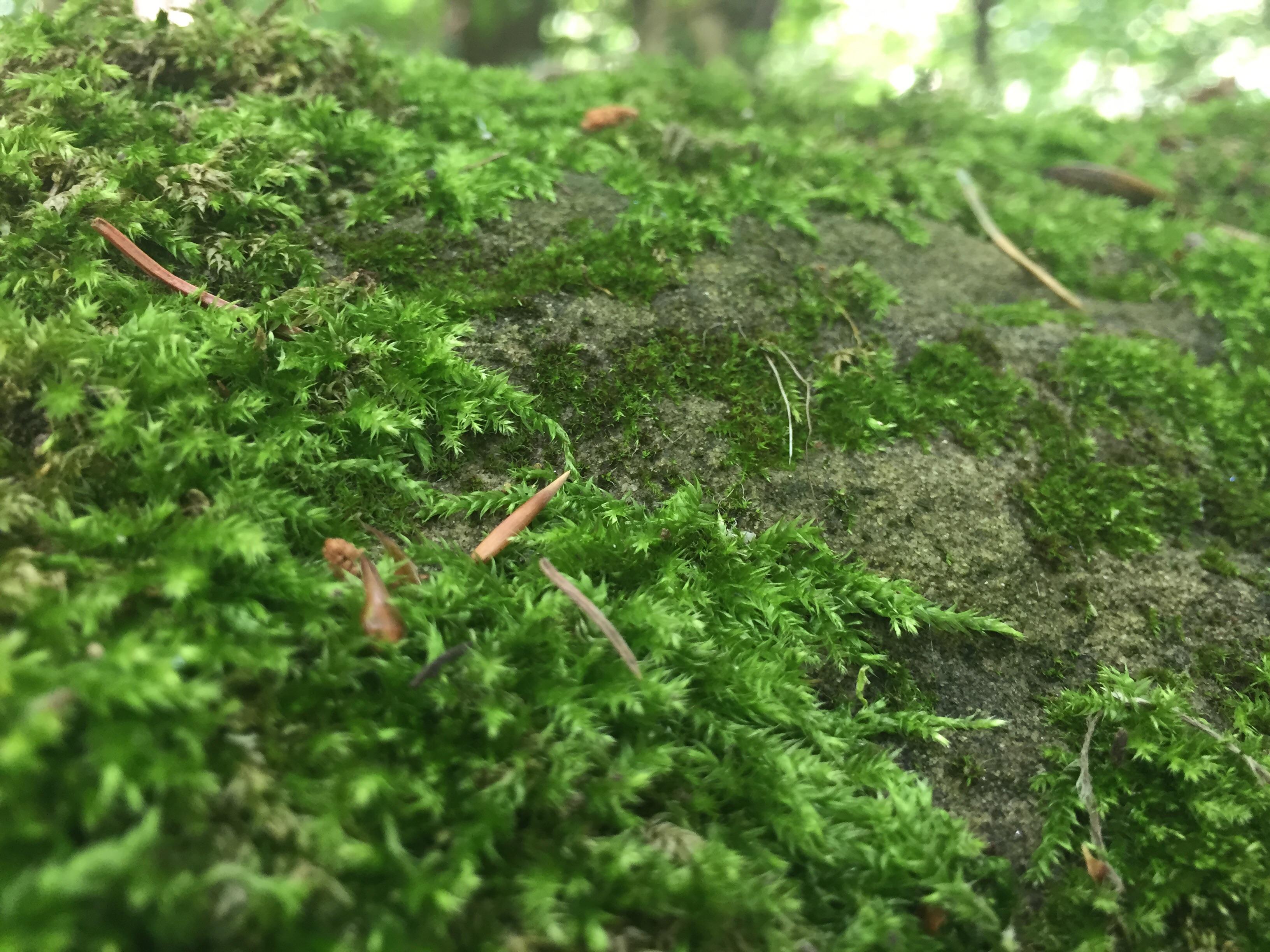 close up fern moss | Scrolller