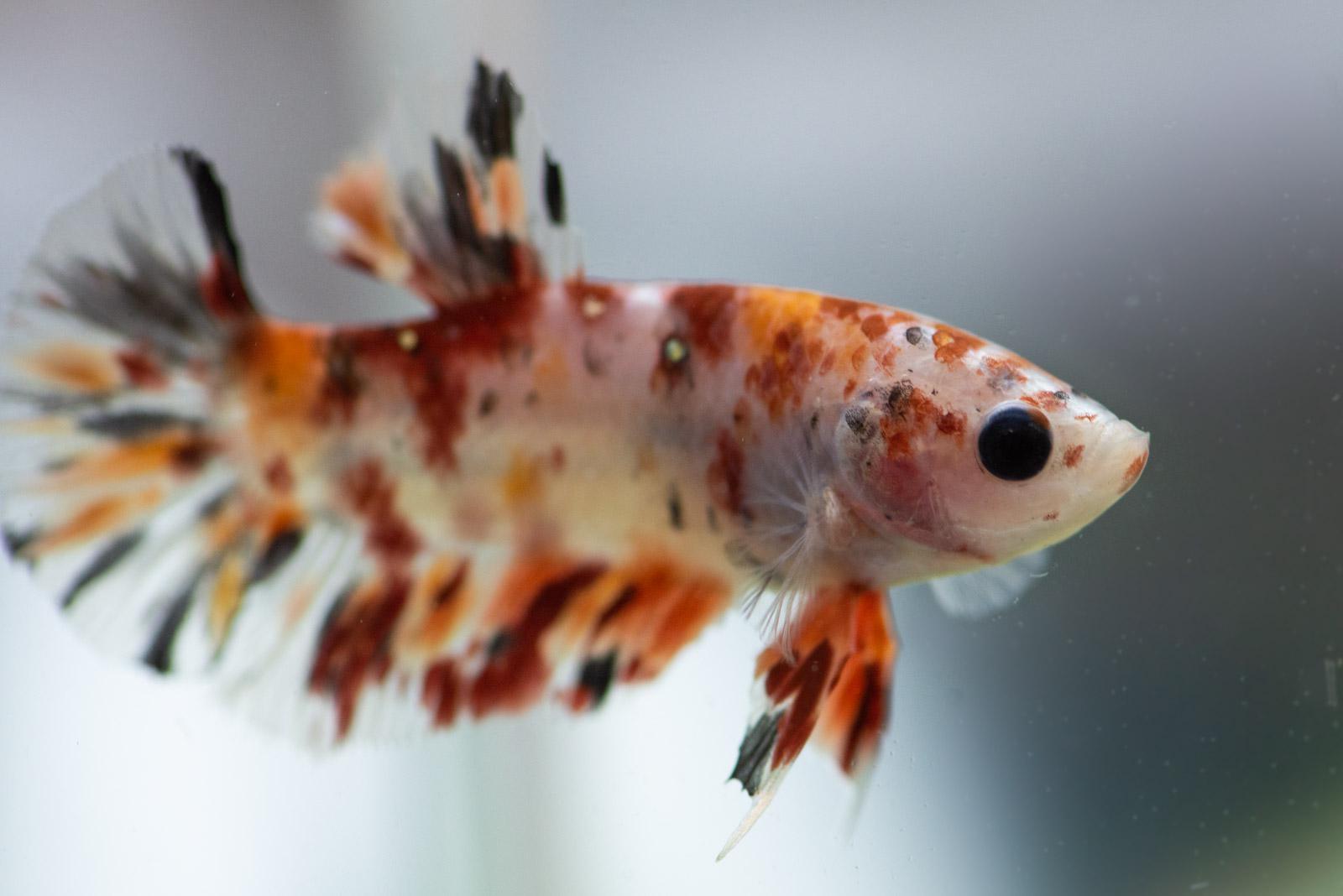 Close-up of Pica | Scrolller