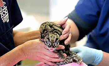 Clouded leopard cubs born at Point Defiance Zoo & Aquarium | Scrolller