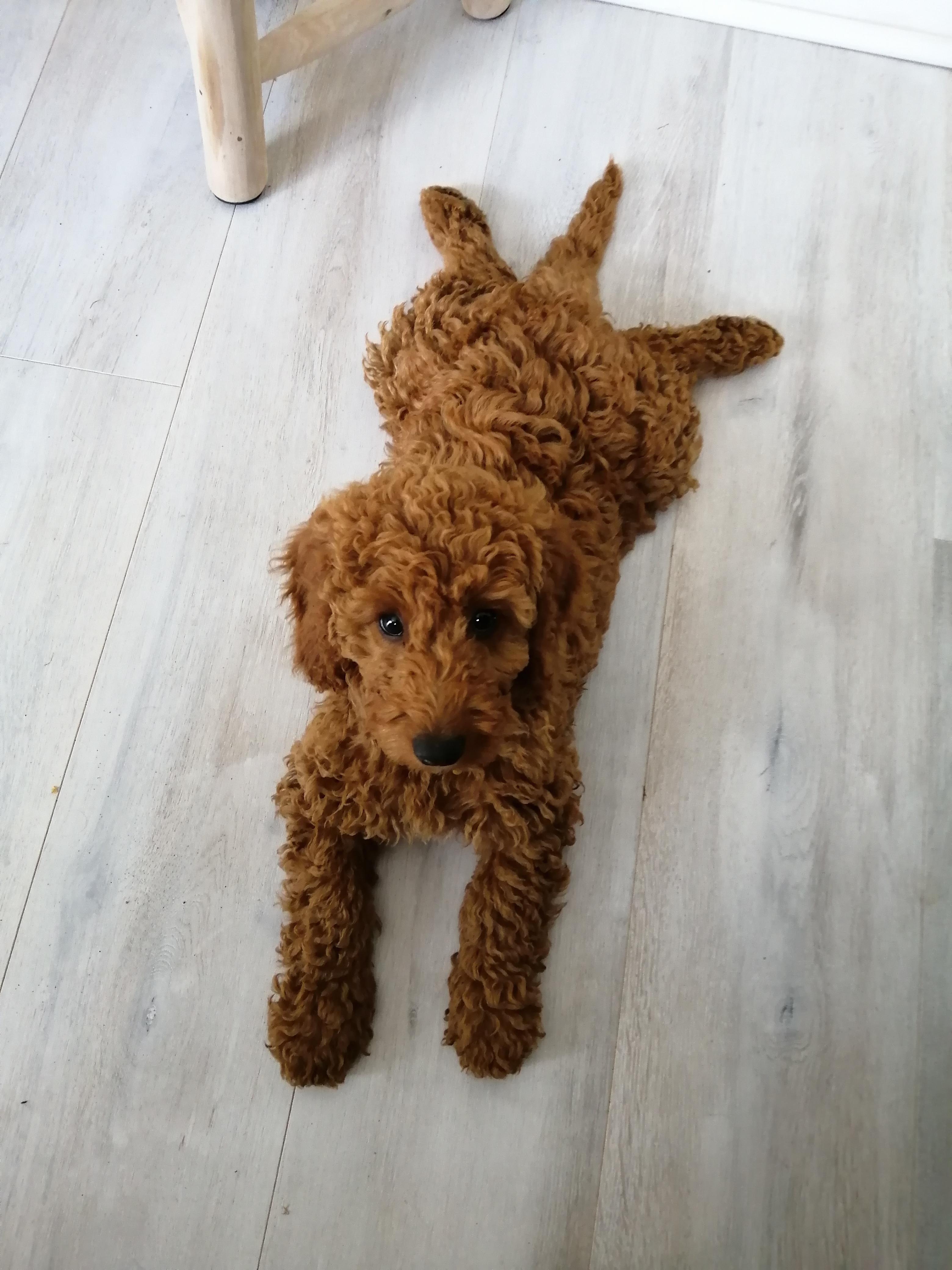 Cockapoo Positions #3: The Sploot | Scrolller