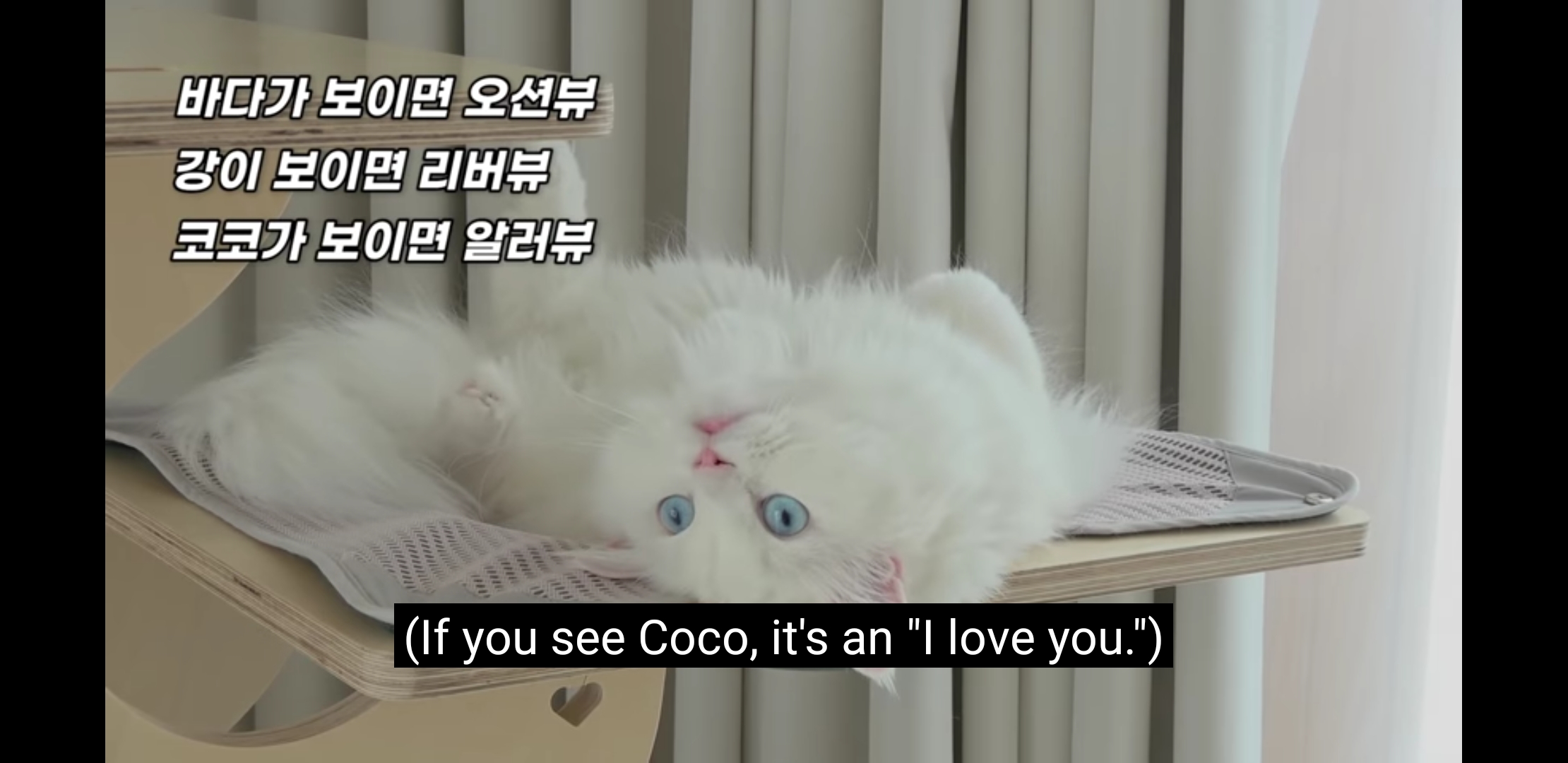 Coco Needs Love Today! | Scrolller