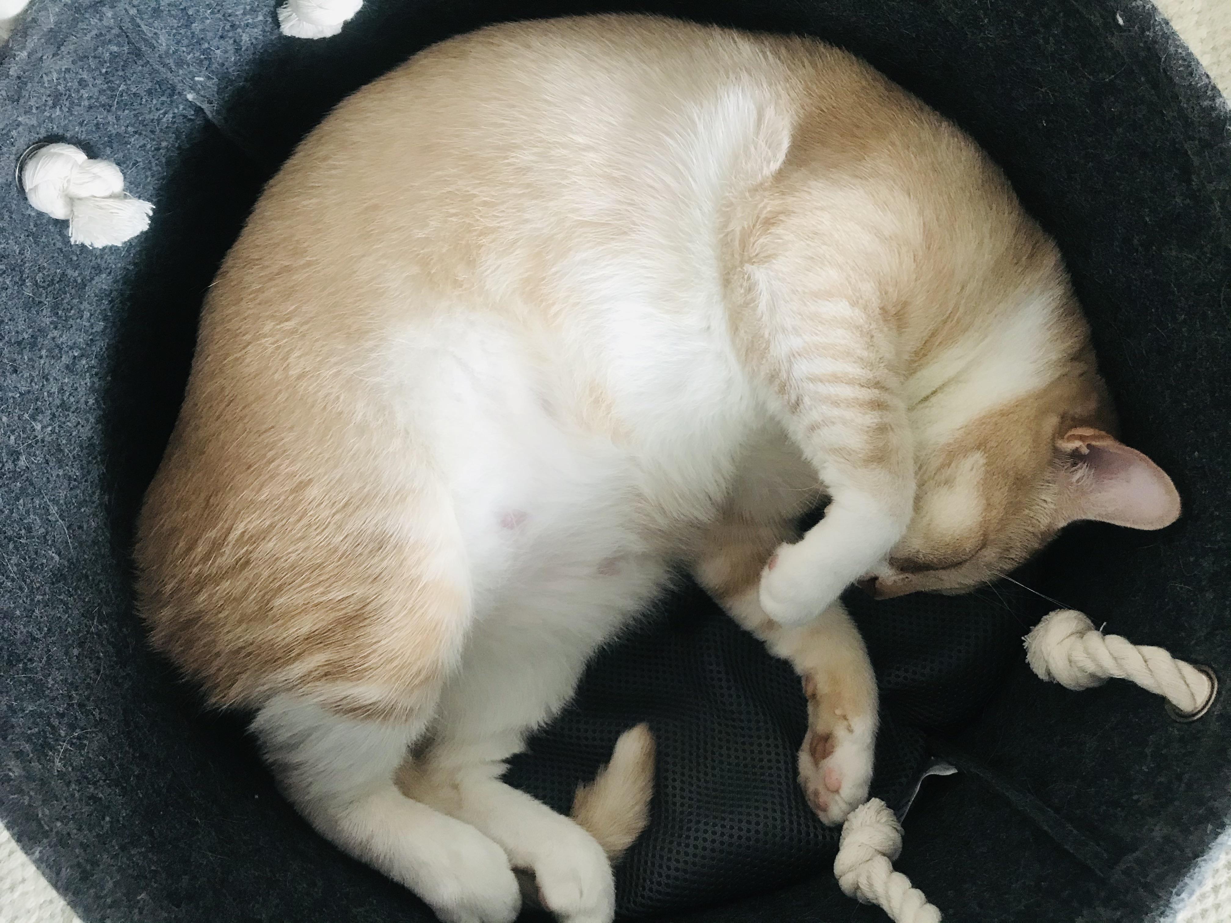 Cocoon chonk | Scrolller