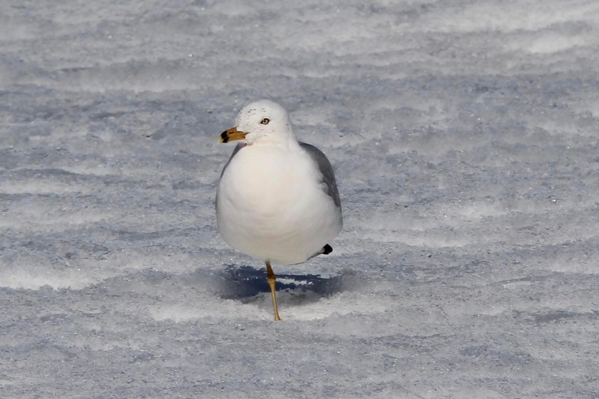 Cold one-legged borb in the snow | Scrolller