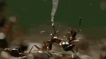 Colony of acid spraying ants attack cows | Scrolller