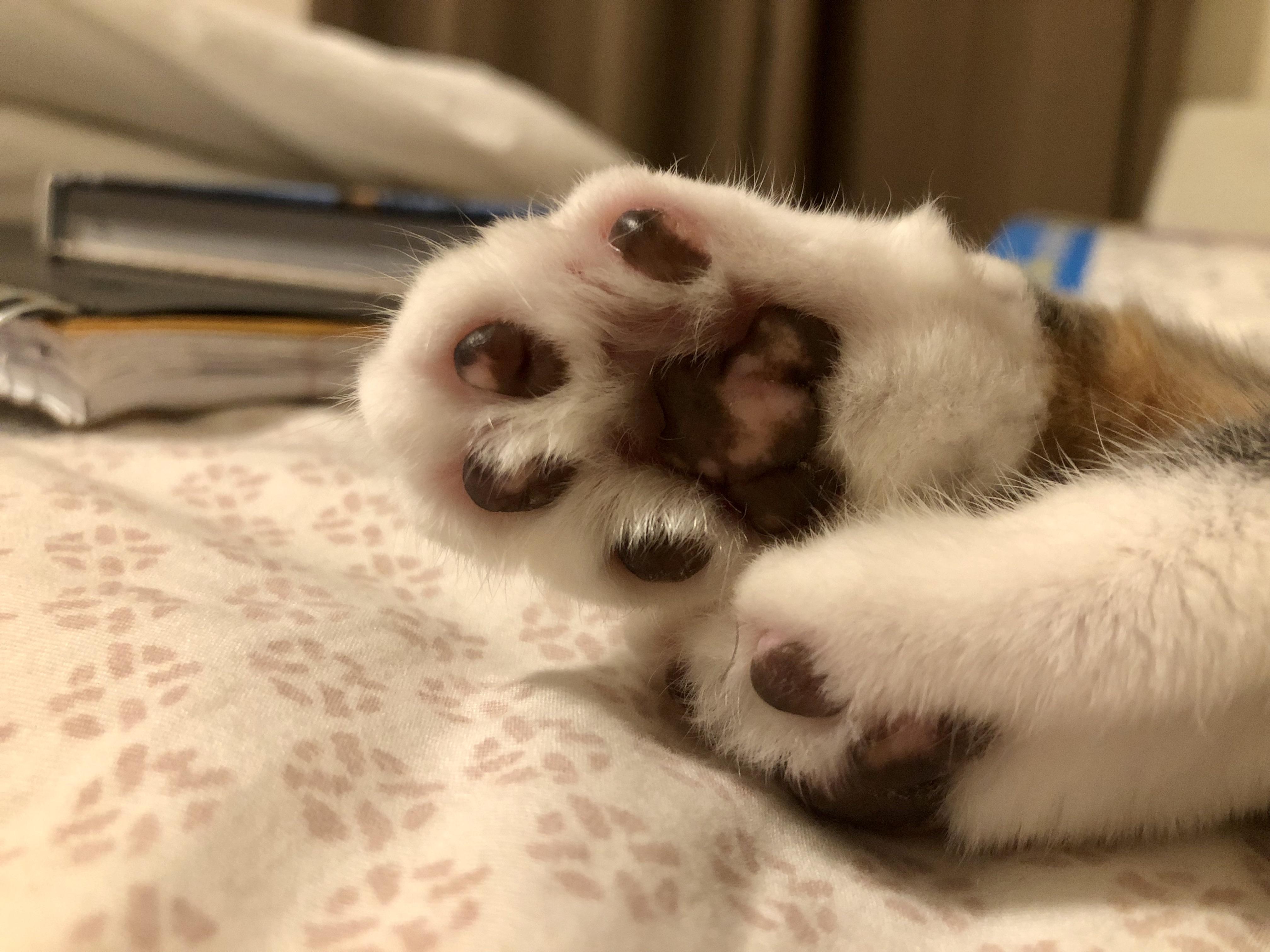 Colorful beans! | Scrolller