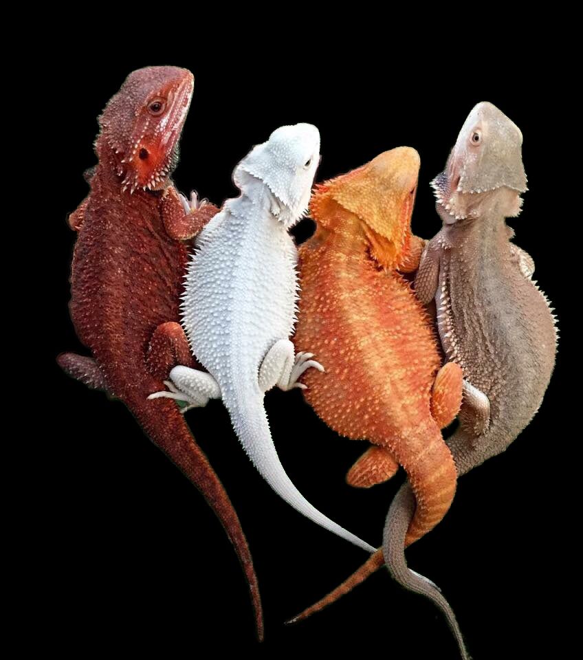 Colorful Bearded Dragons | Scrolller