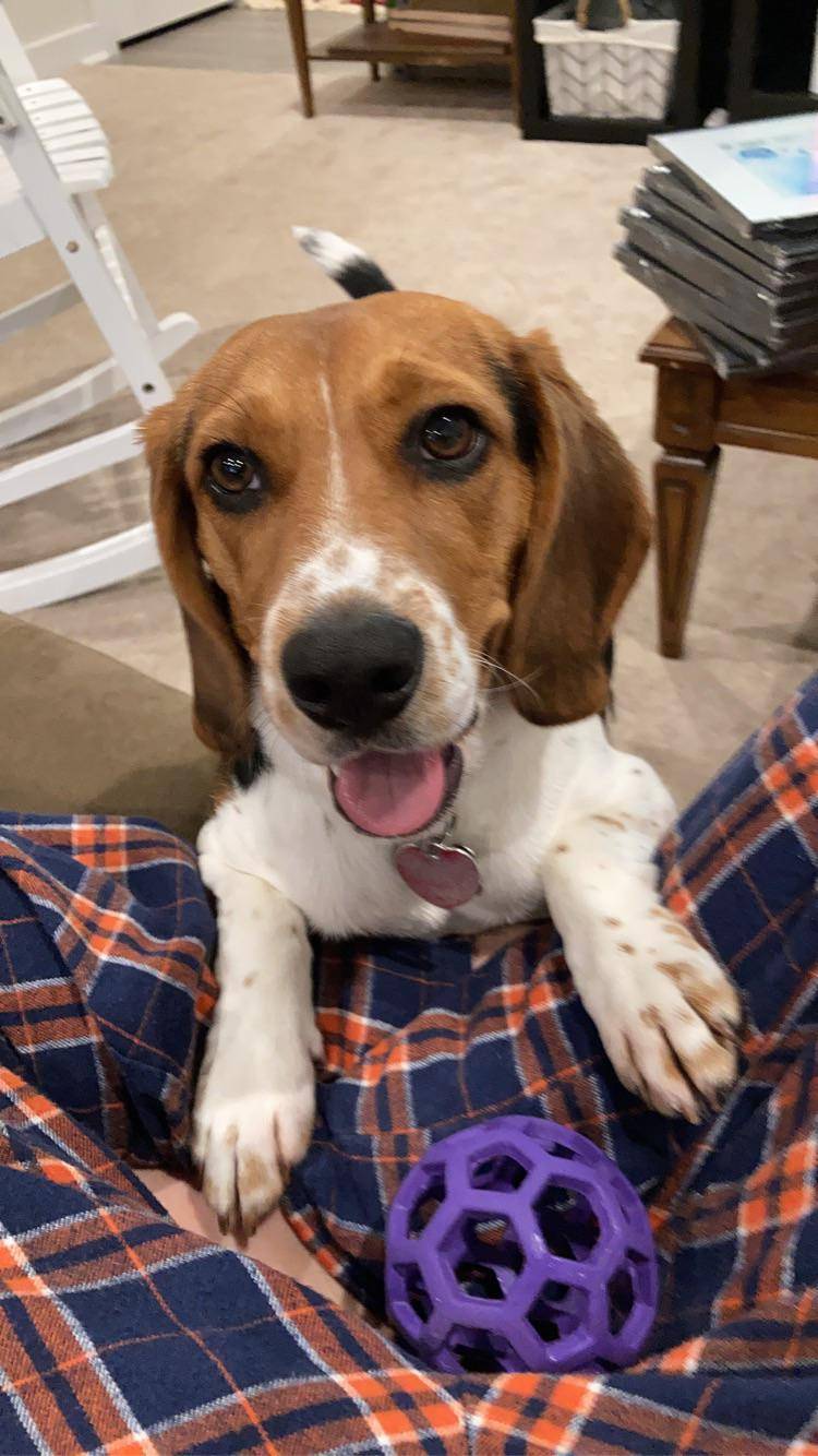 Come on Dad!!! Throw the ball!! | Scrolller