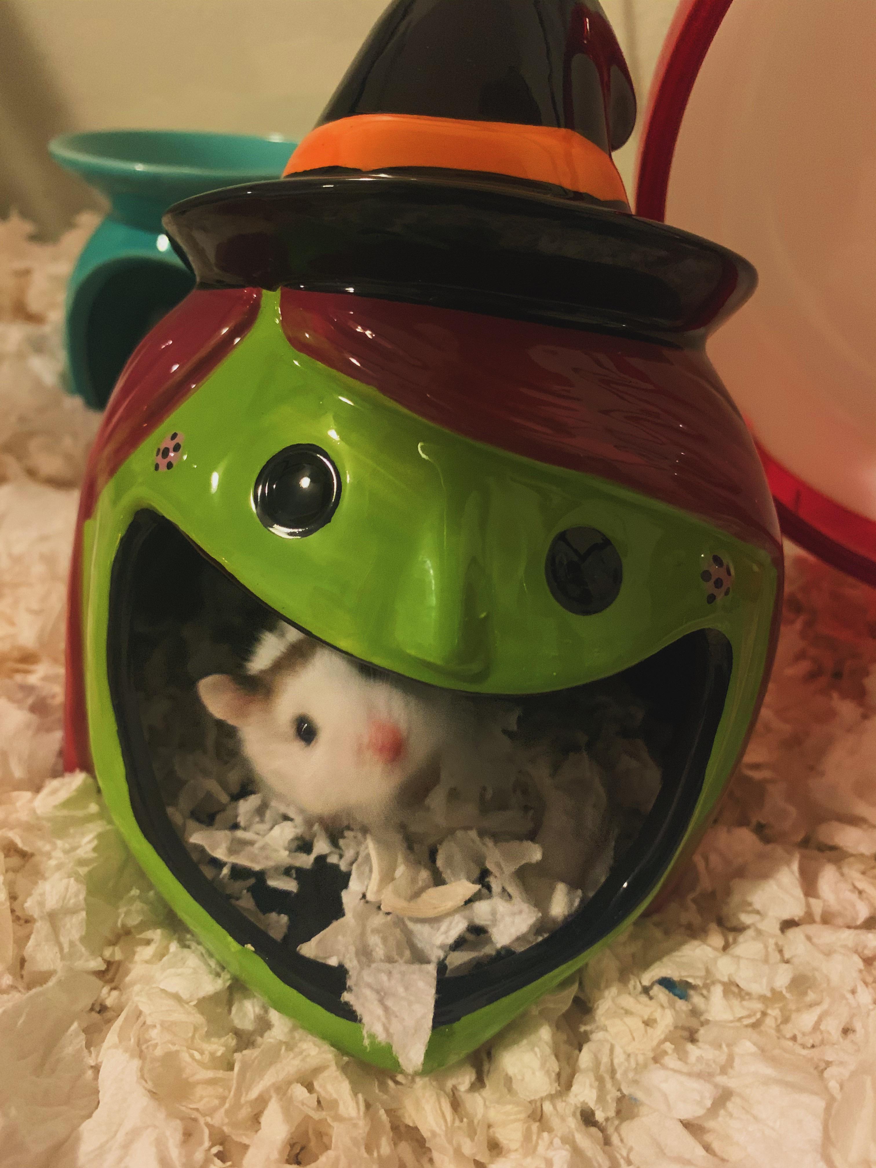 Come to r/AllHamsterThings for a new hamster community! | Scrolller
