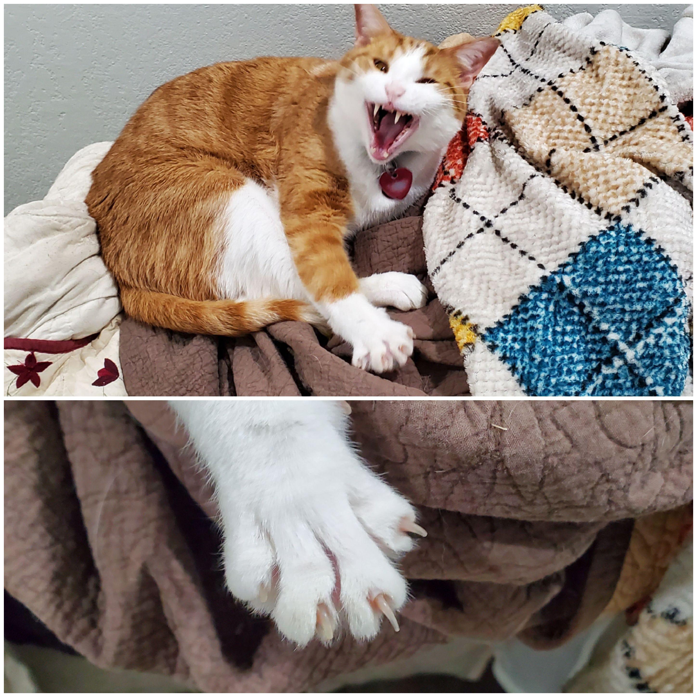 Comfy murder mittens | Scrolller