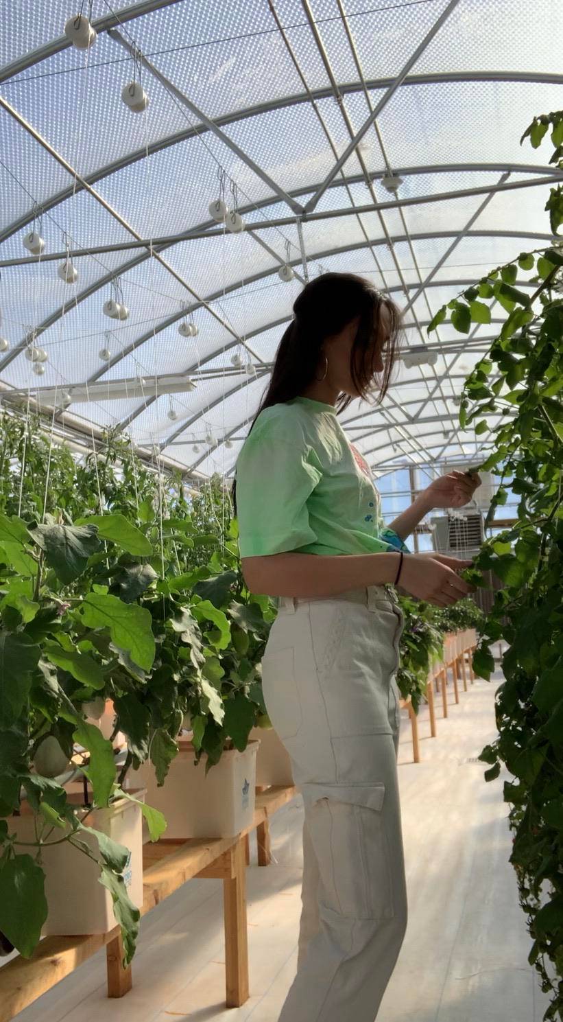 Commercial Hydroponic tomato greenhouse farm I interned on. | Scrolller