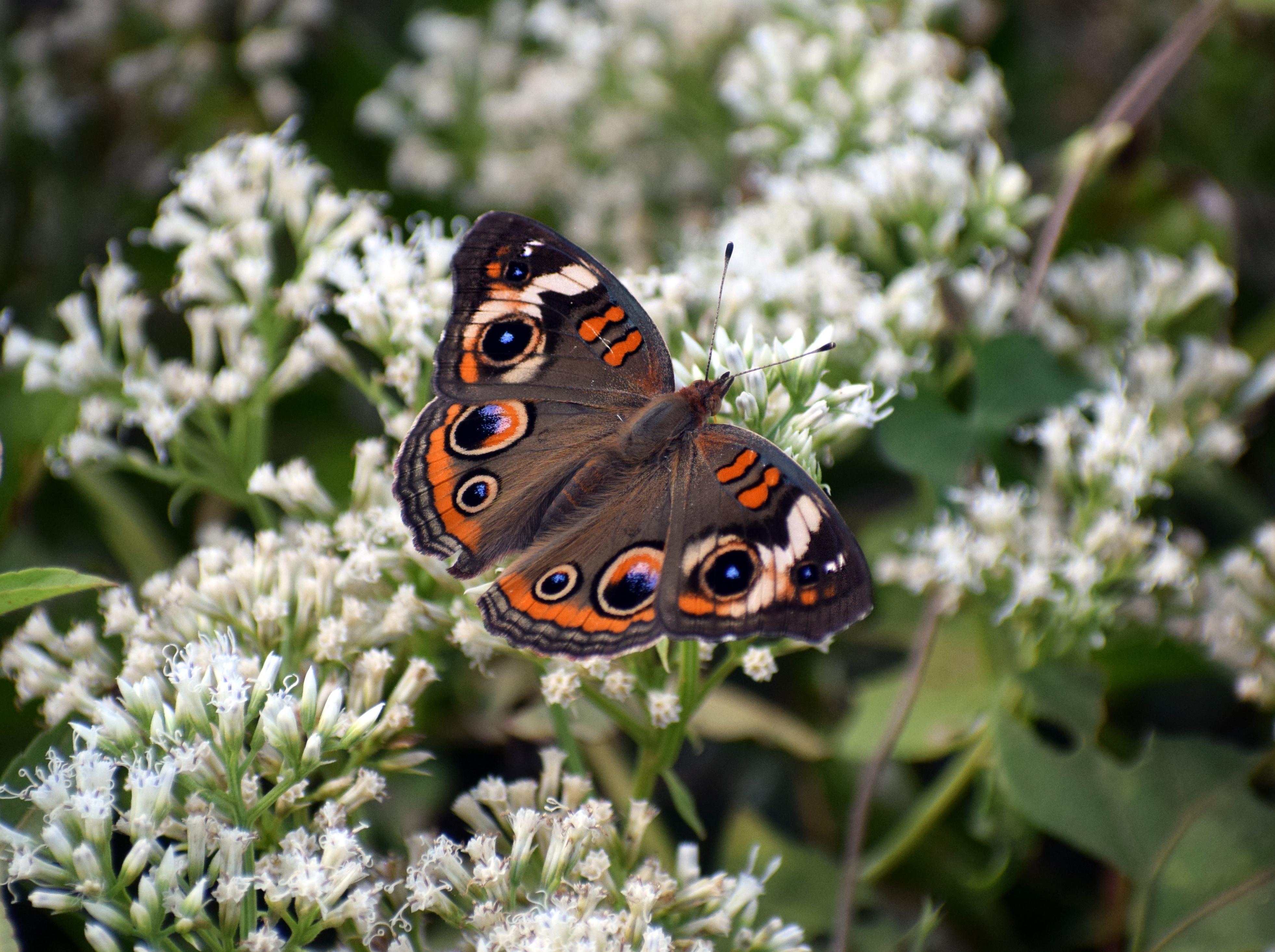Common Buckeye Butterfly | Scrolller