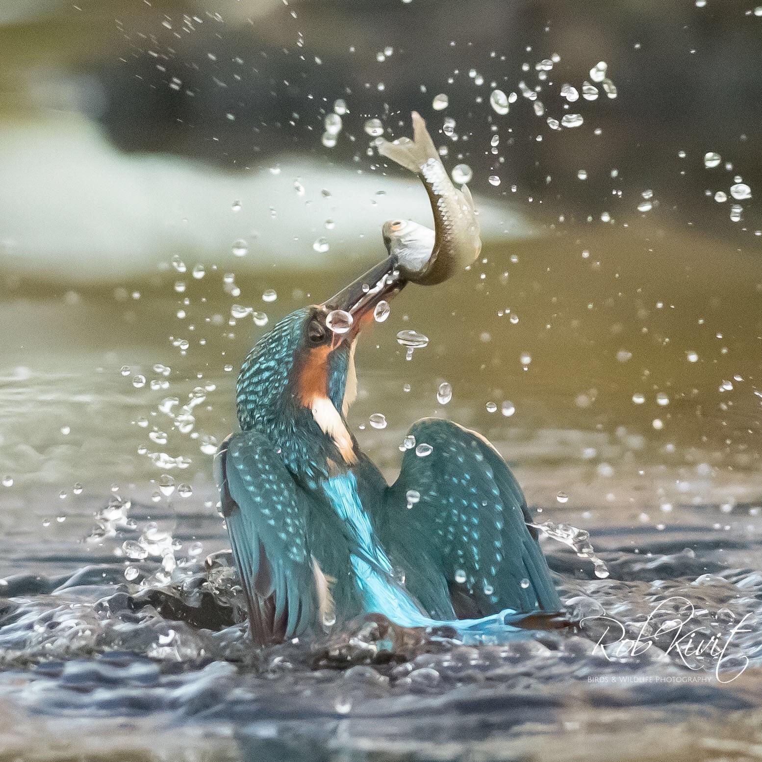 Common Kingfisher | Scrolller