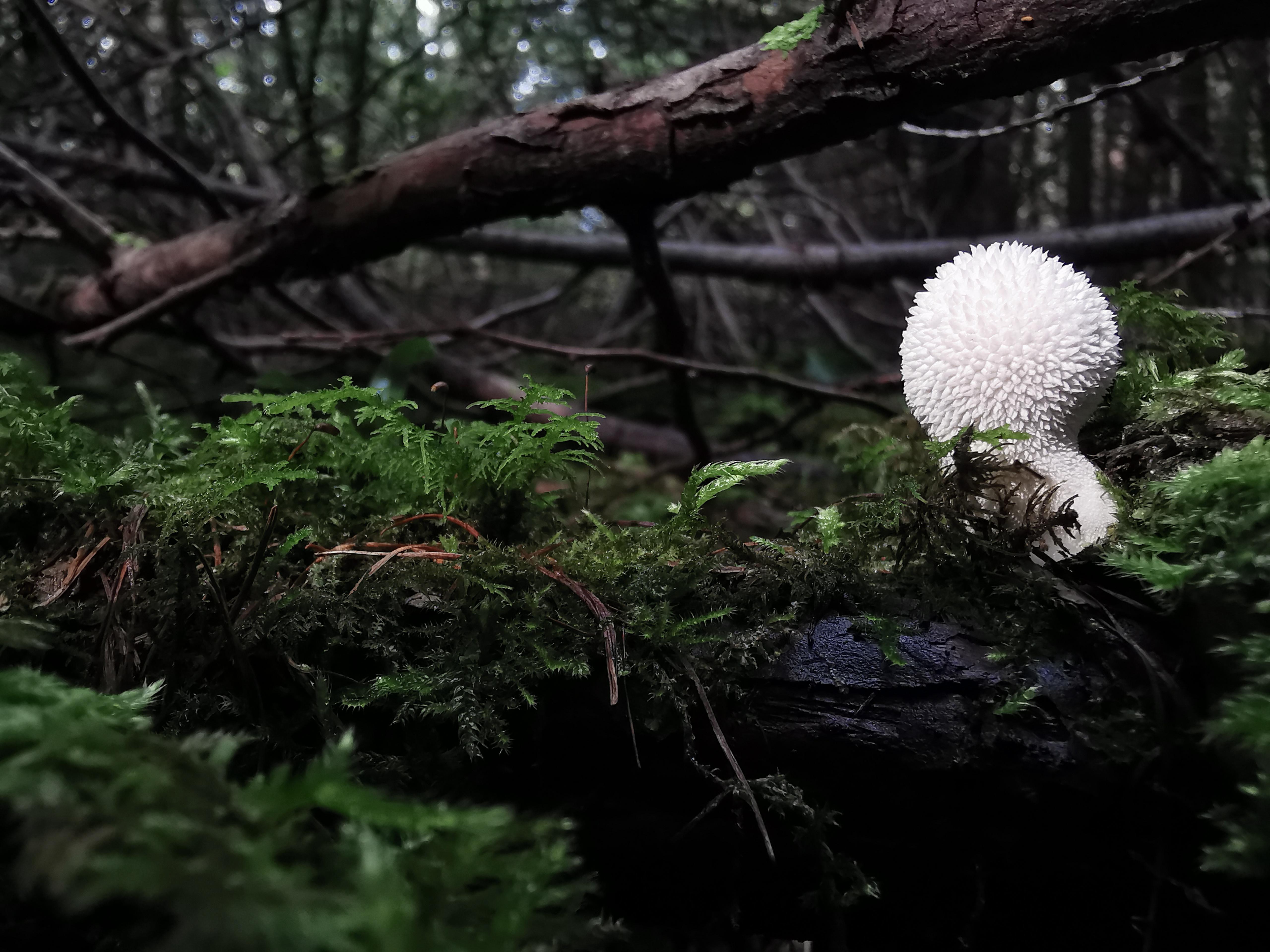 Common puffball | Scrolller