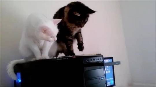 Computers are scary. (from /r/CatSlaps) | Scrolller