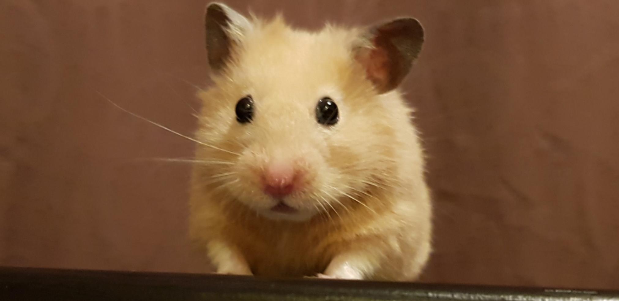 Concentration face. | Scrolller