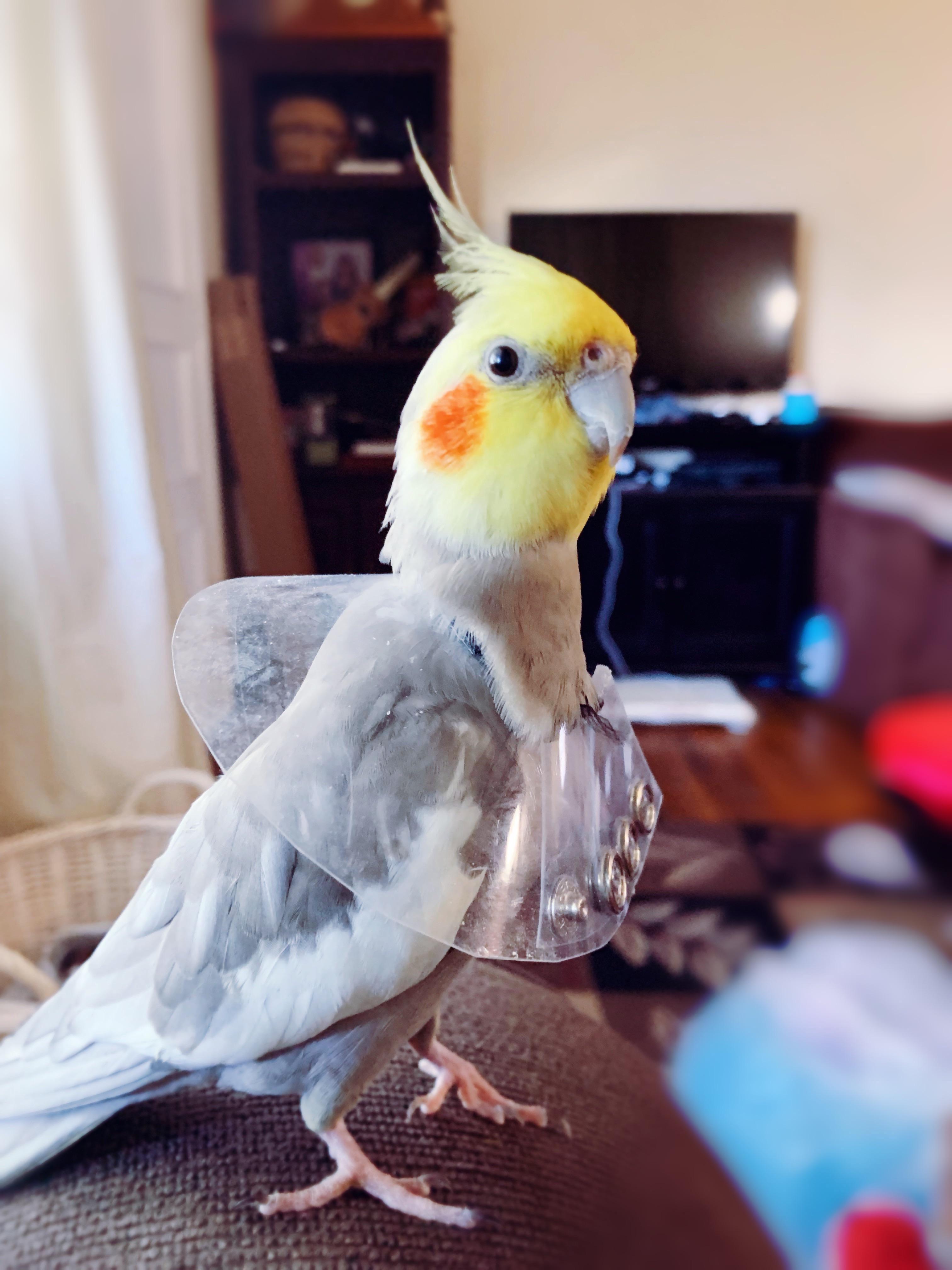 Cone borb | Scrolller