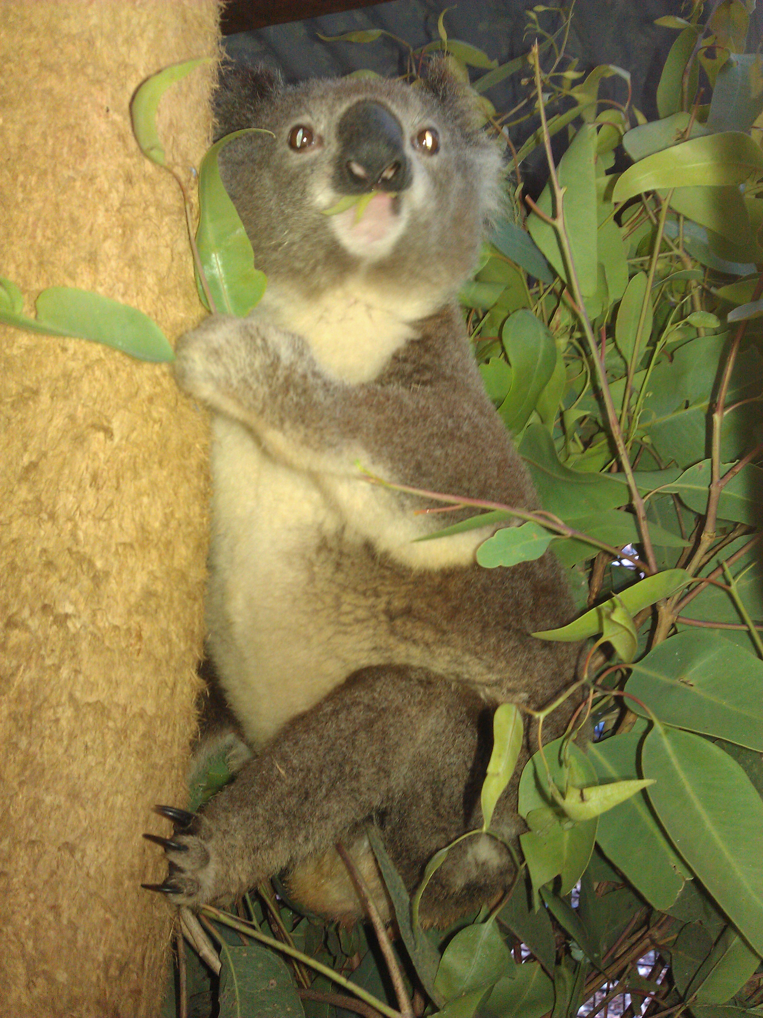 Confused Koala | Scrolller