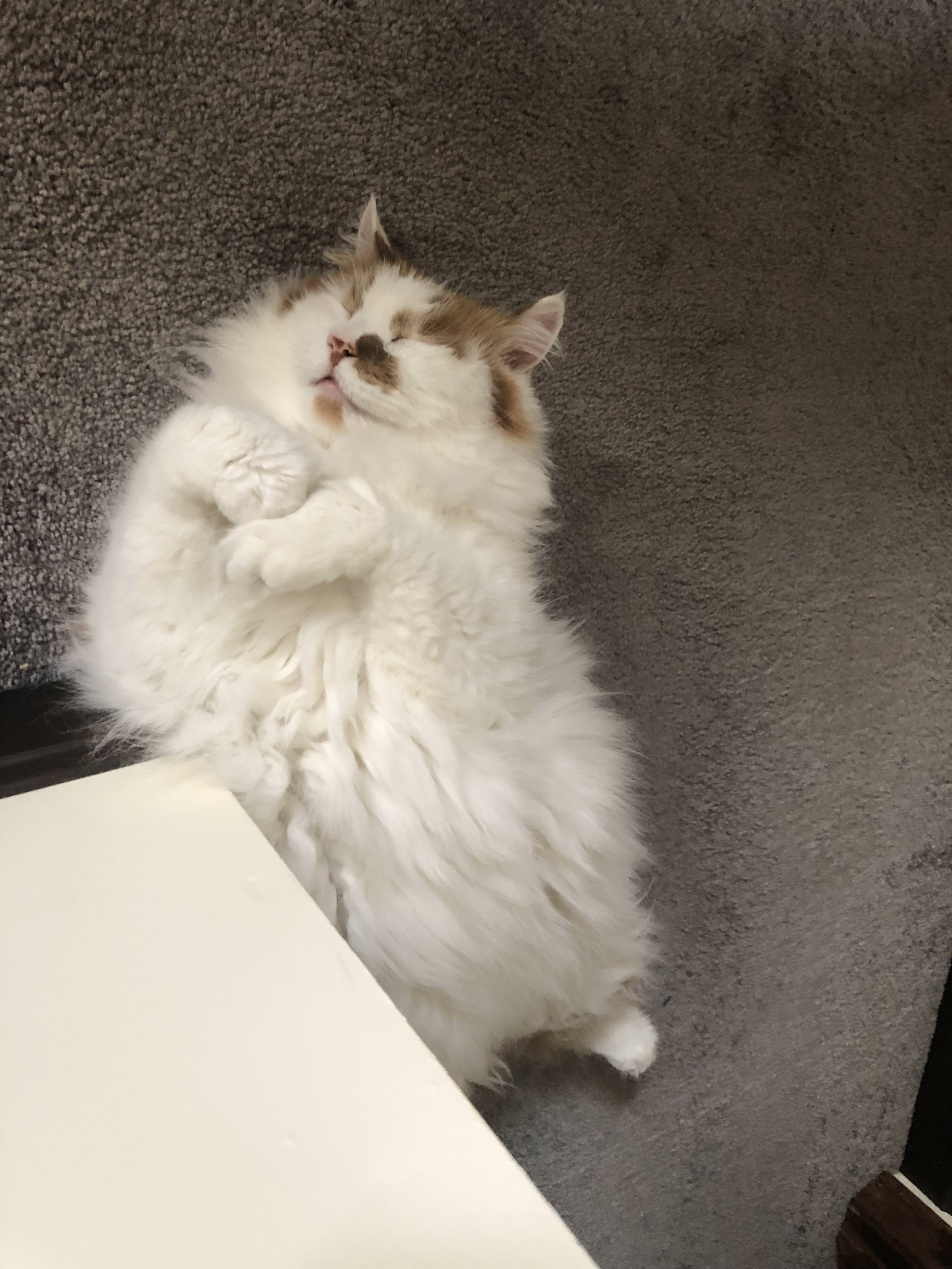Content floof | Scrolller