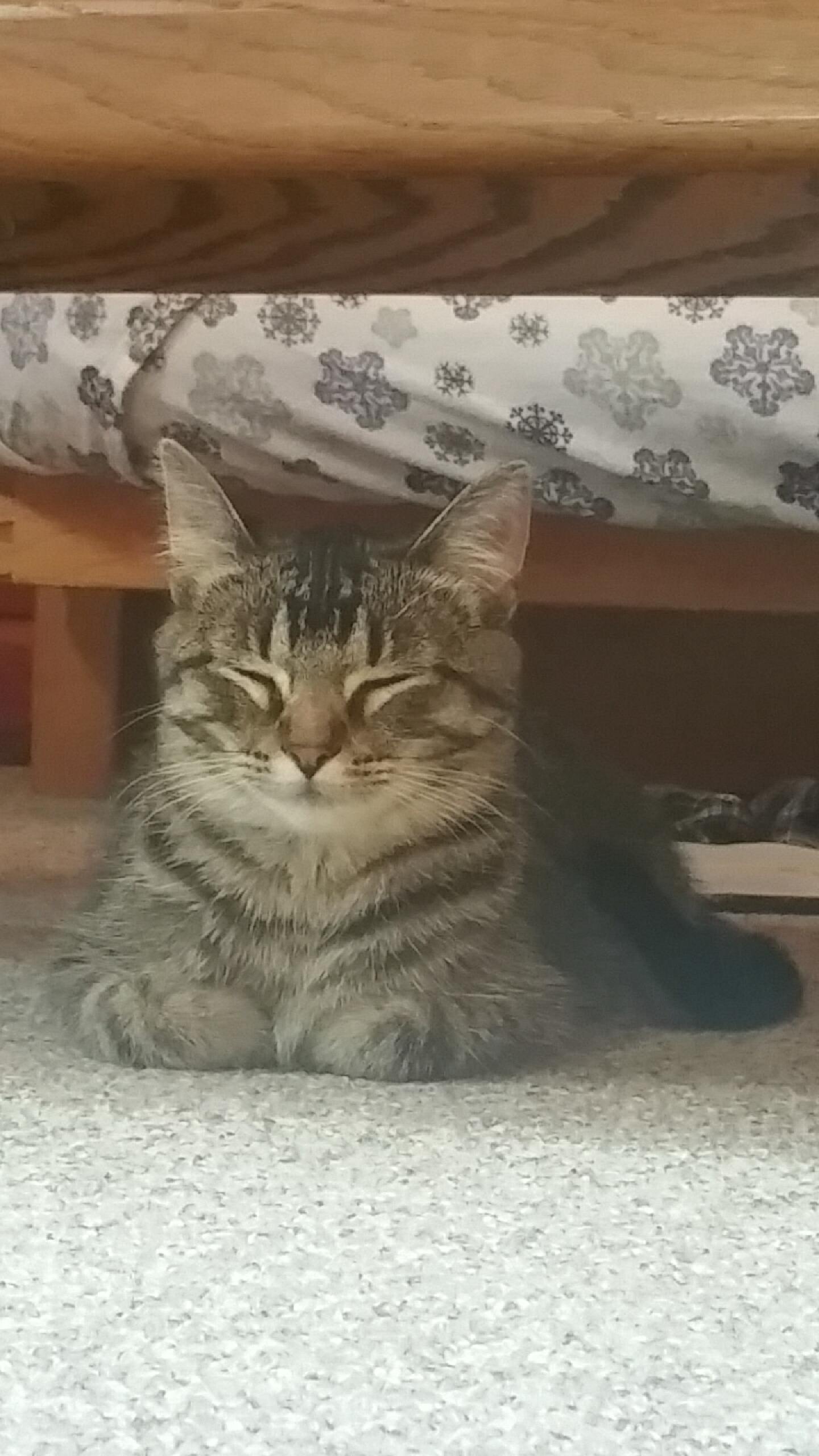 Content kittenloaf | Scrolller