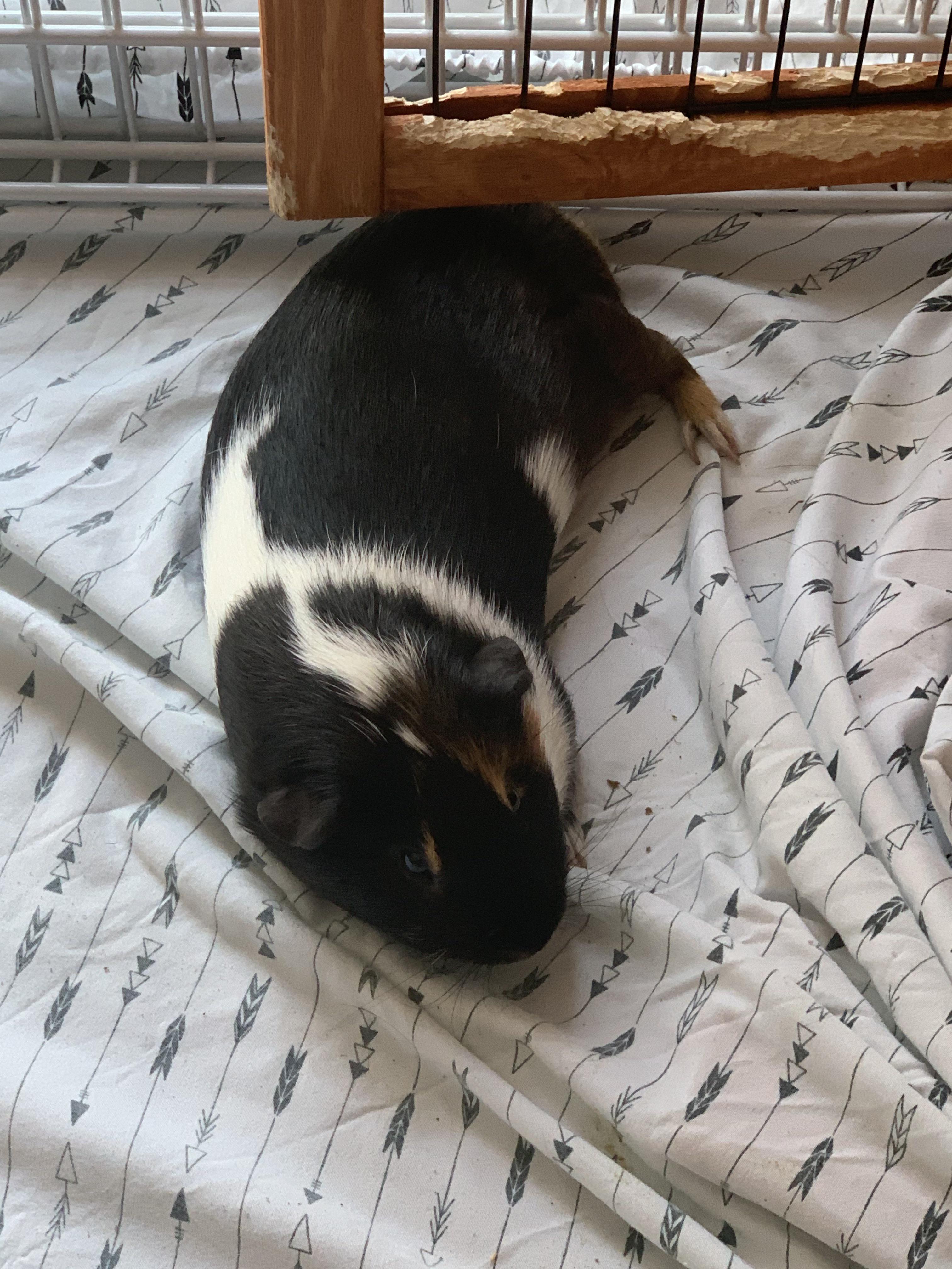 cookie’s first FOF!!! | Scrolller