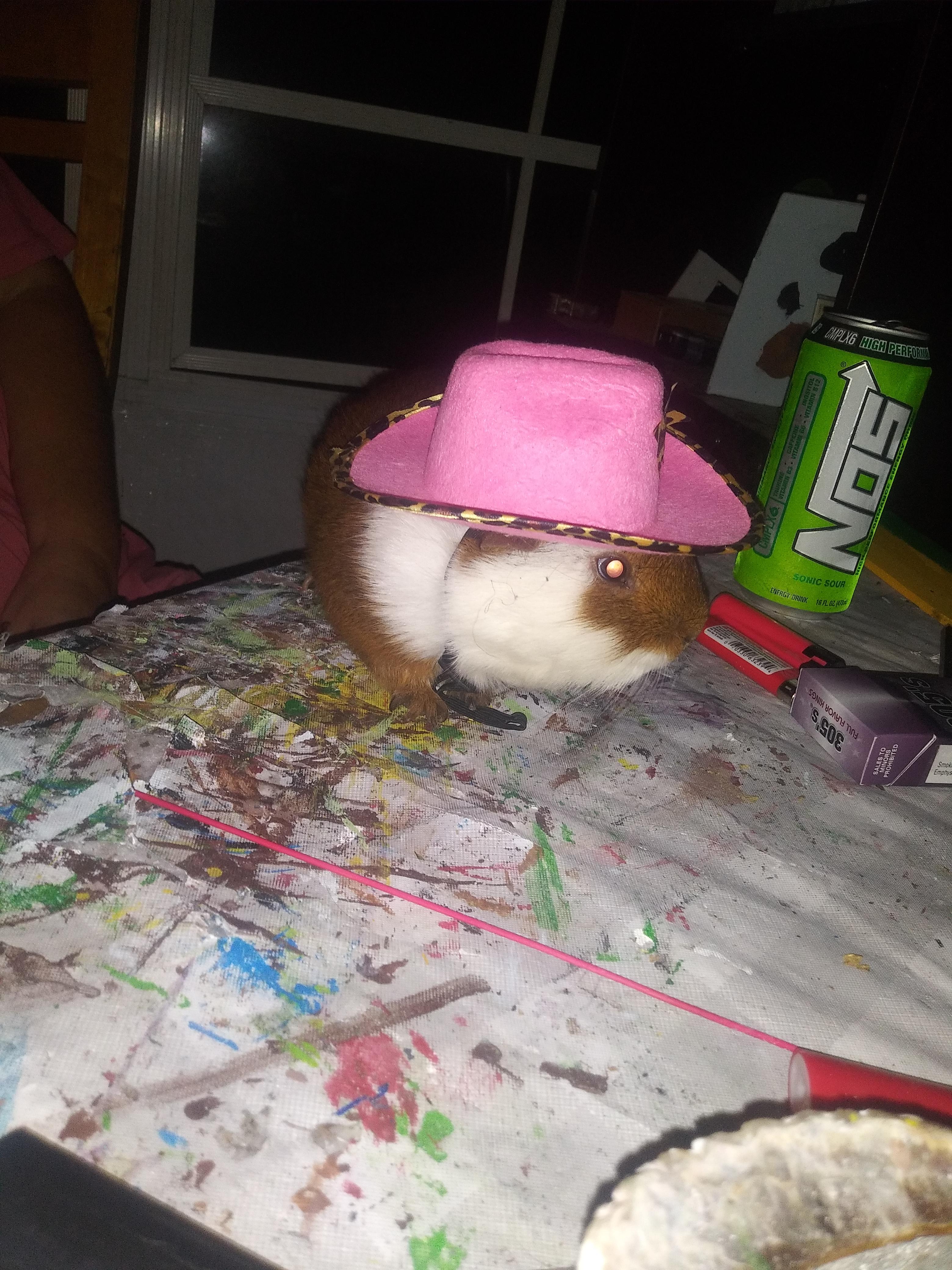 Cookie, with his pink cowboy hat | Scrolller