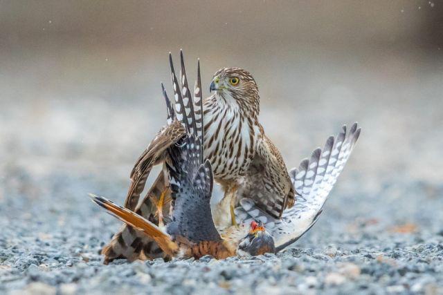 Cooper’s hawk killing an American kestrel | Scrolller