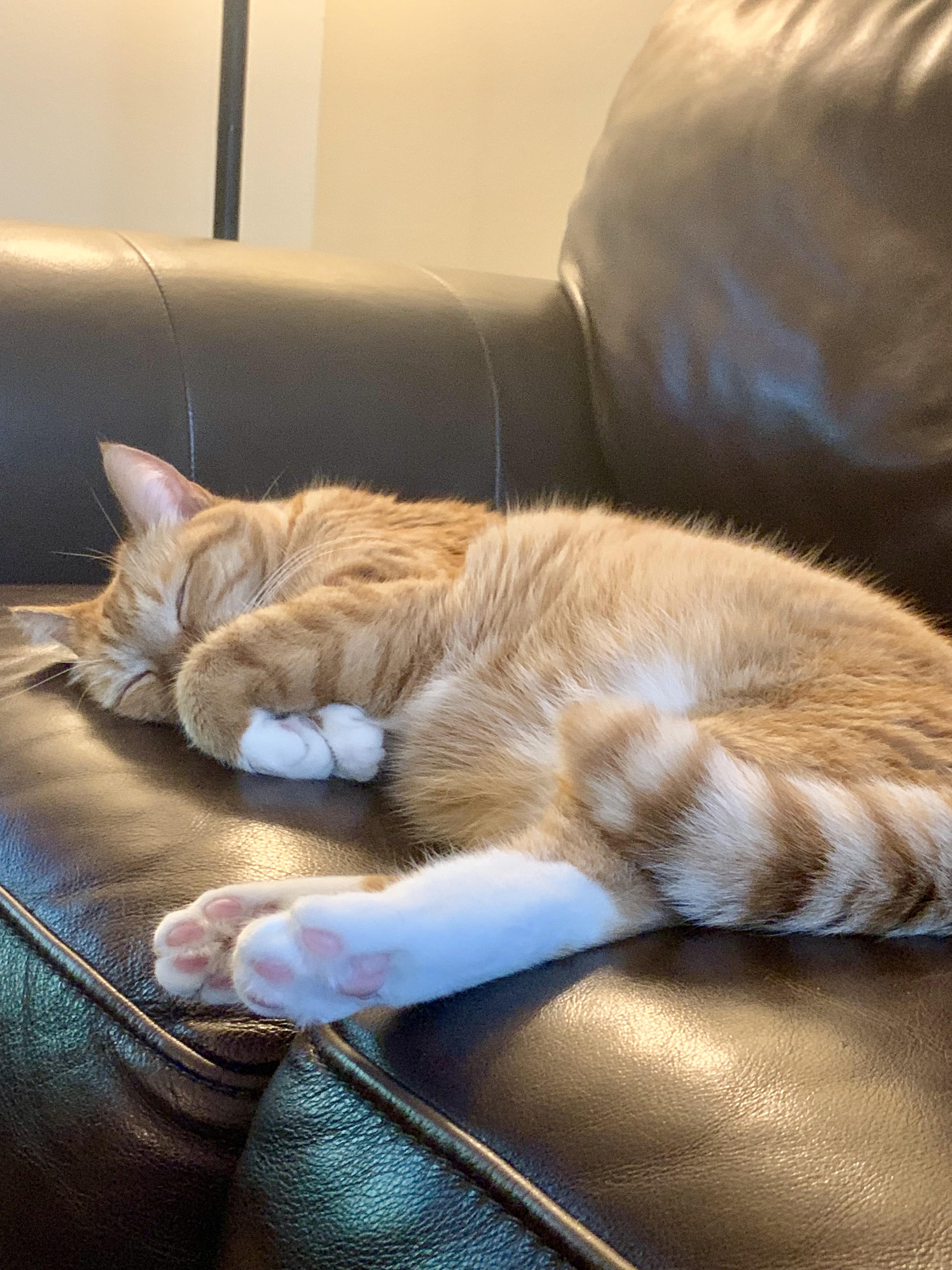 Coral being a couch potato showing off her beans | Scrolller