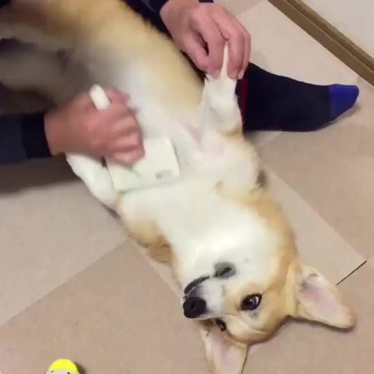 Corgi belly brushes | Scrolller