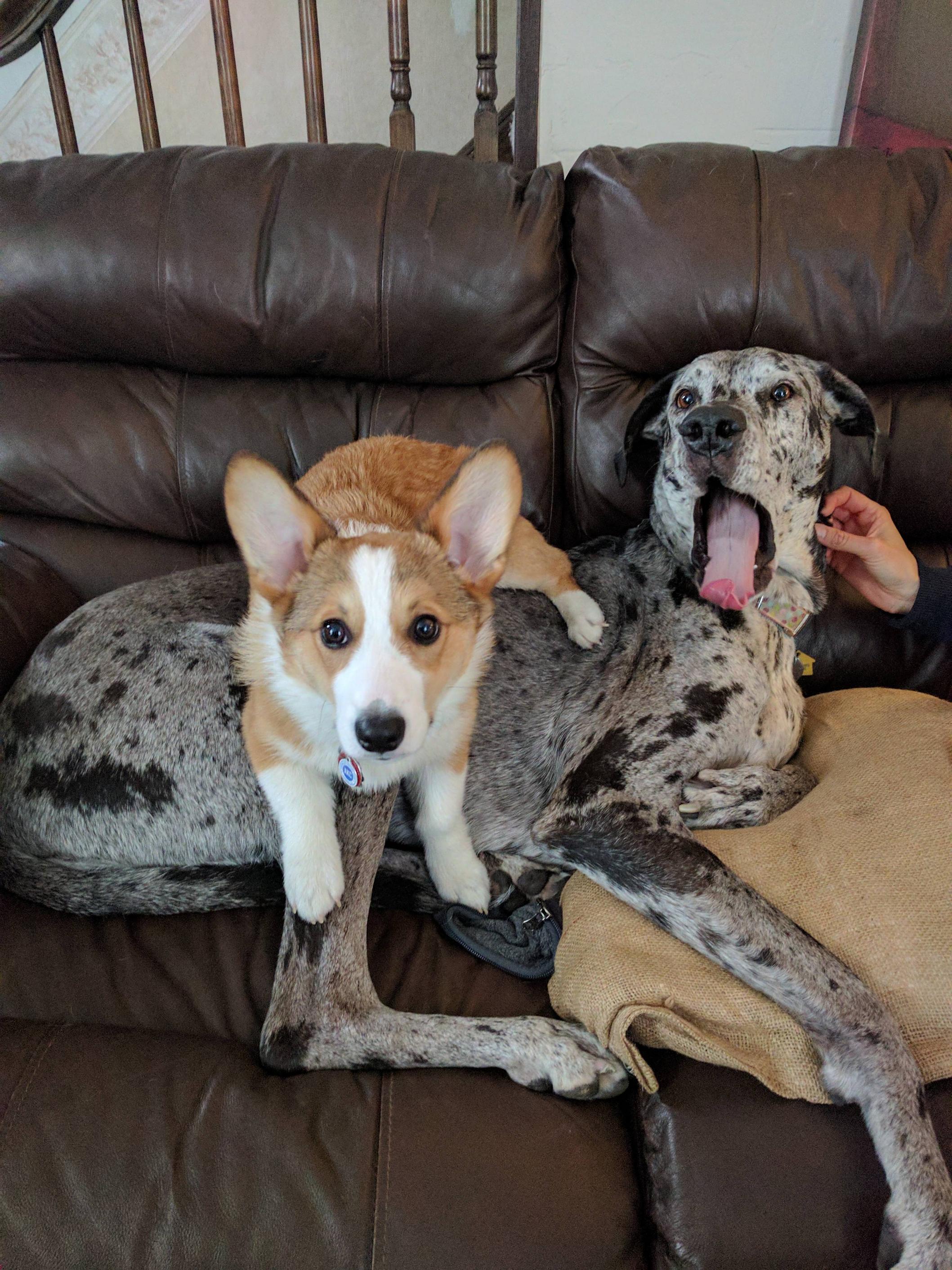 Corgi on Great Dane action | Scrolller