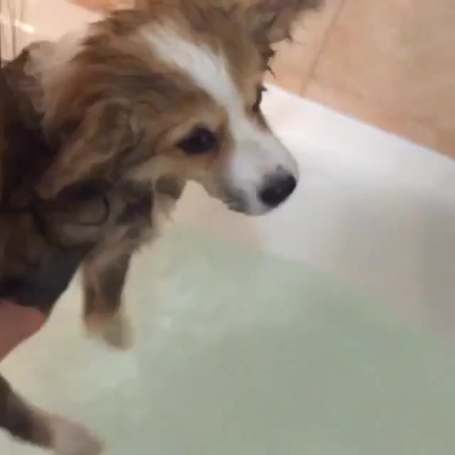 Corgi pup airswimming | Scrolller