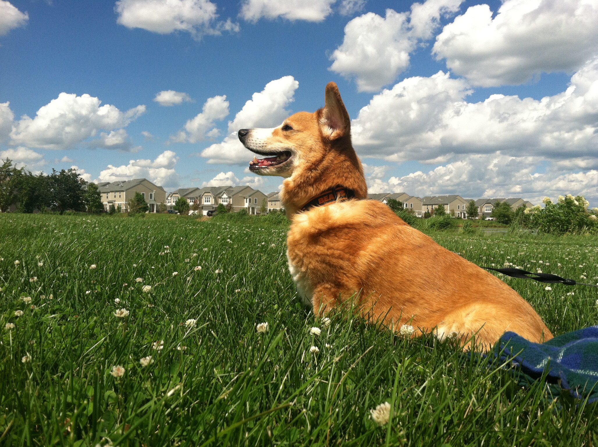 Corgi rules the land | Scrolller
