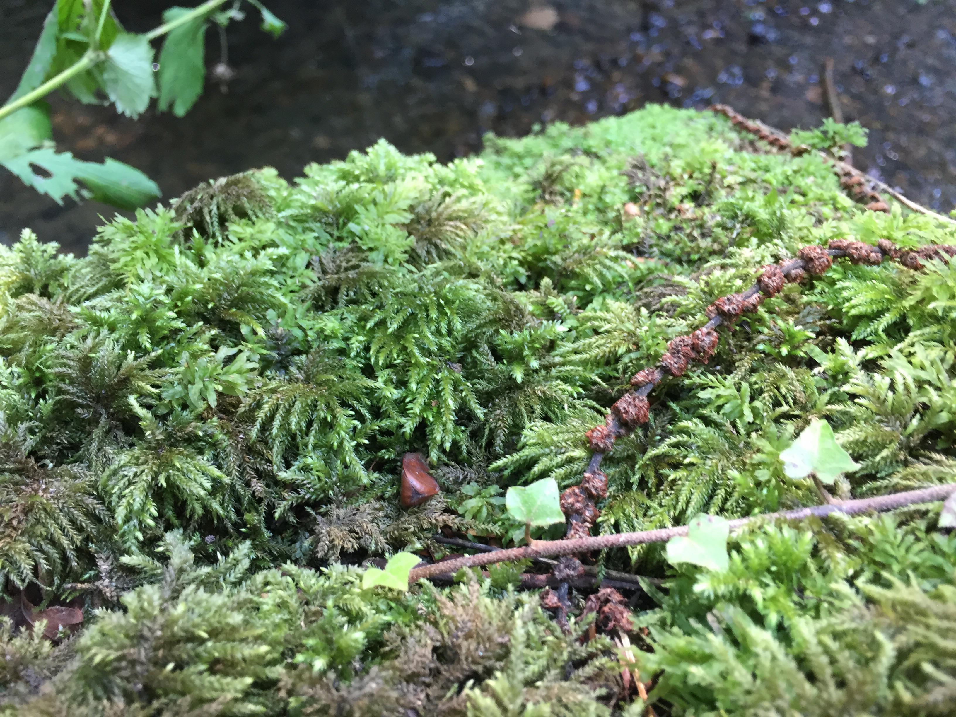 corner moss | Scrolller