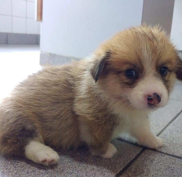 Costela was very camera-shy at five weeks old | Scrolller