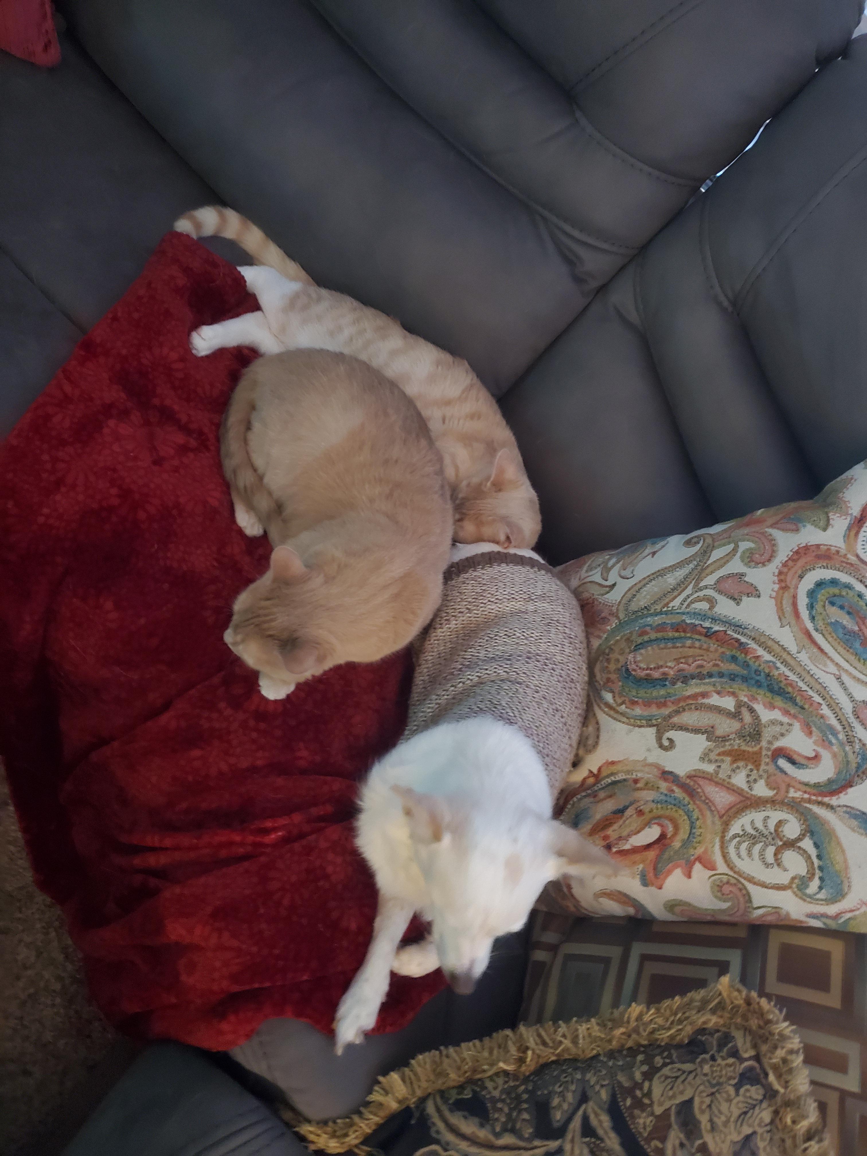 Couch Cuddle Puddle | Scrolller