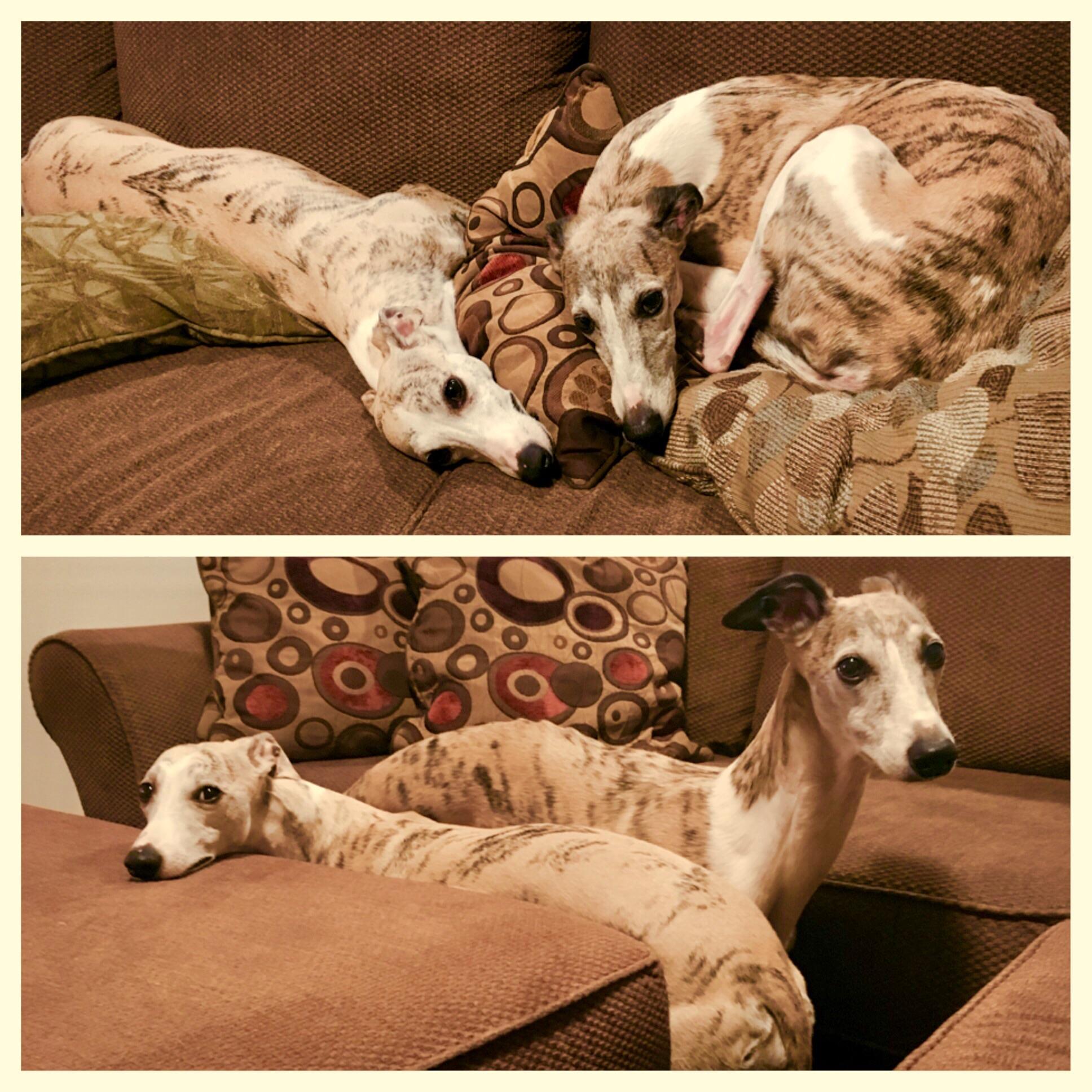 Couch Whippets: Max and Luna | Scrolller