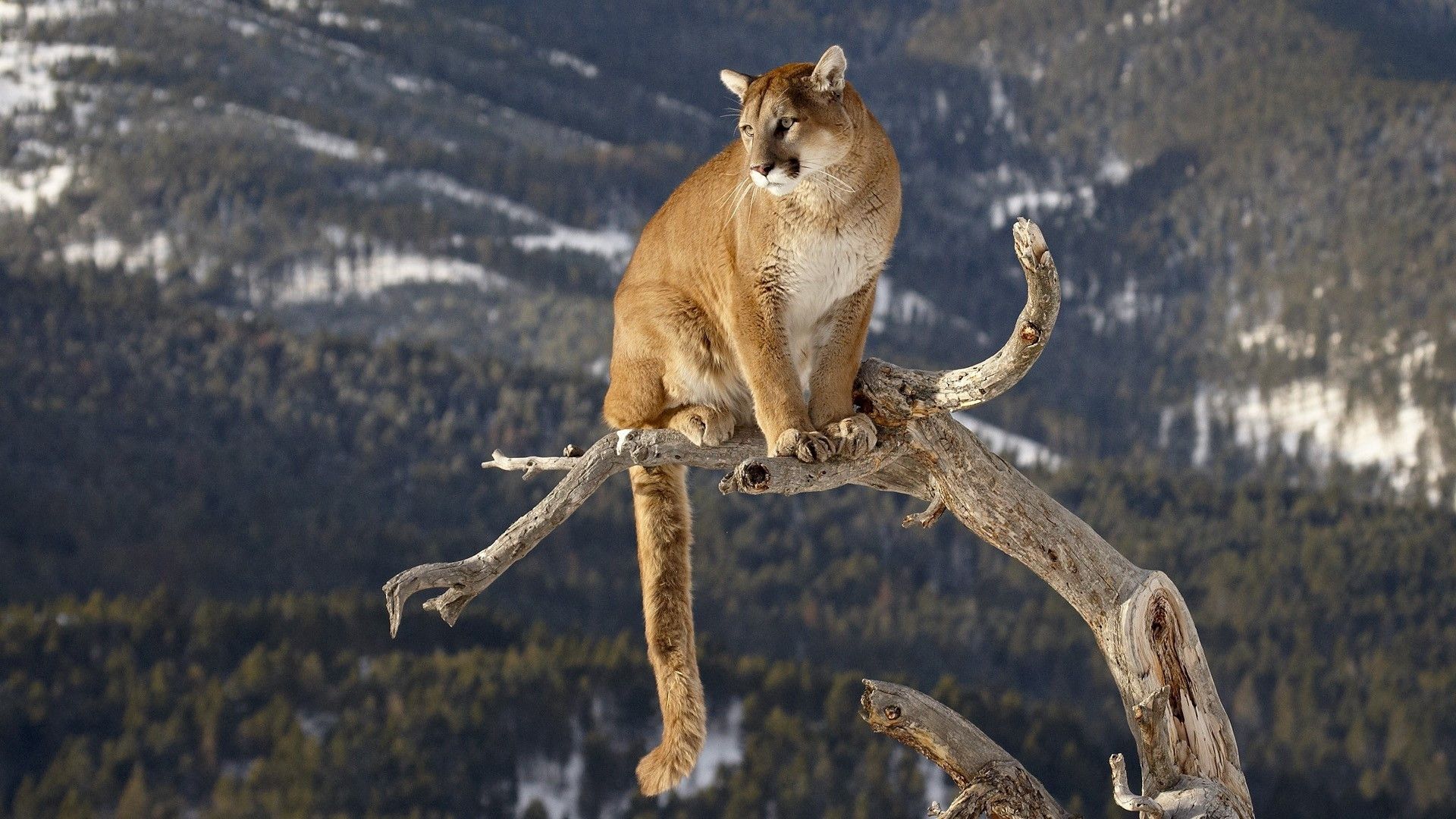 Cougar on a tree [1920x1080] | Scrolller