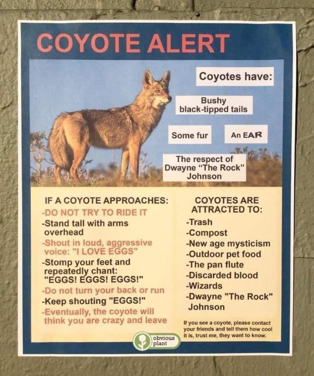 COYOTE ALERT | Scrolller