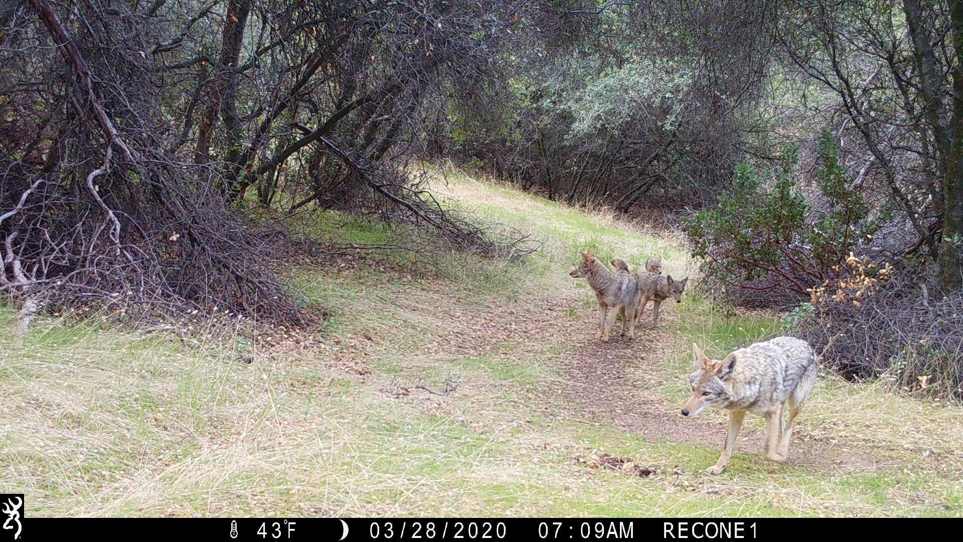 Coyote pack on patrol | Scrolller