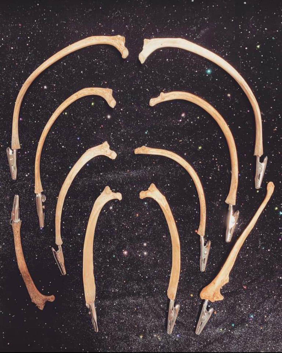 Coyote Rib Roach Clips | Scrolller