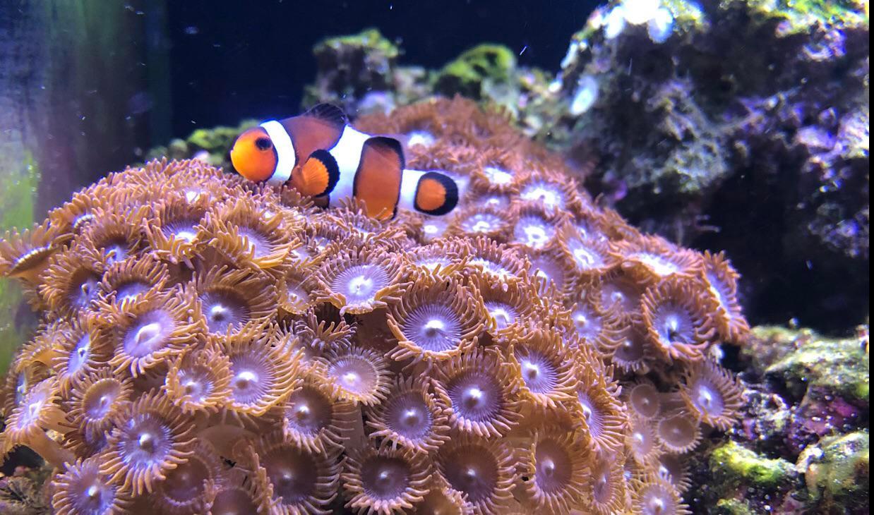 Cozy Bed of Zoas | Scrolller