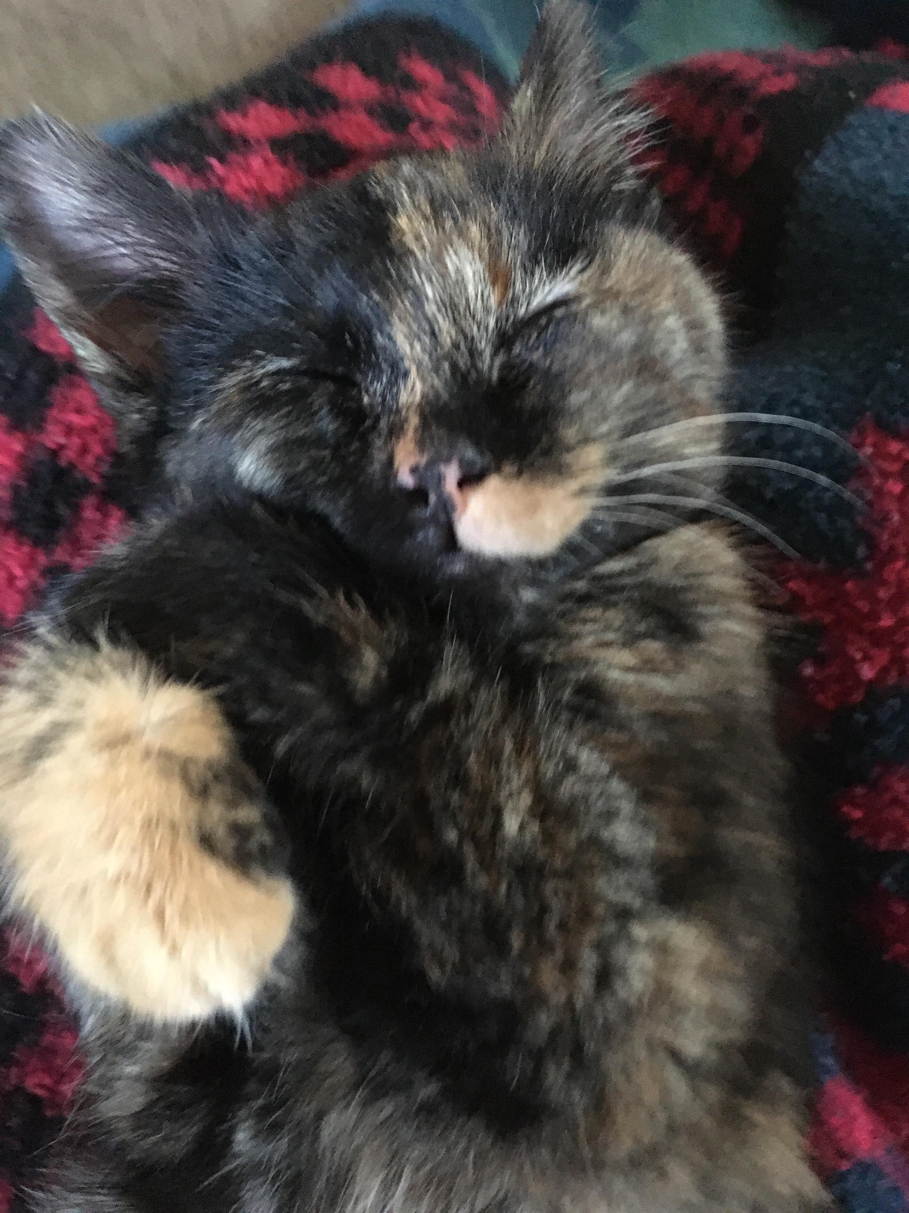 Cozy Rosie | Scrolller