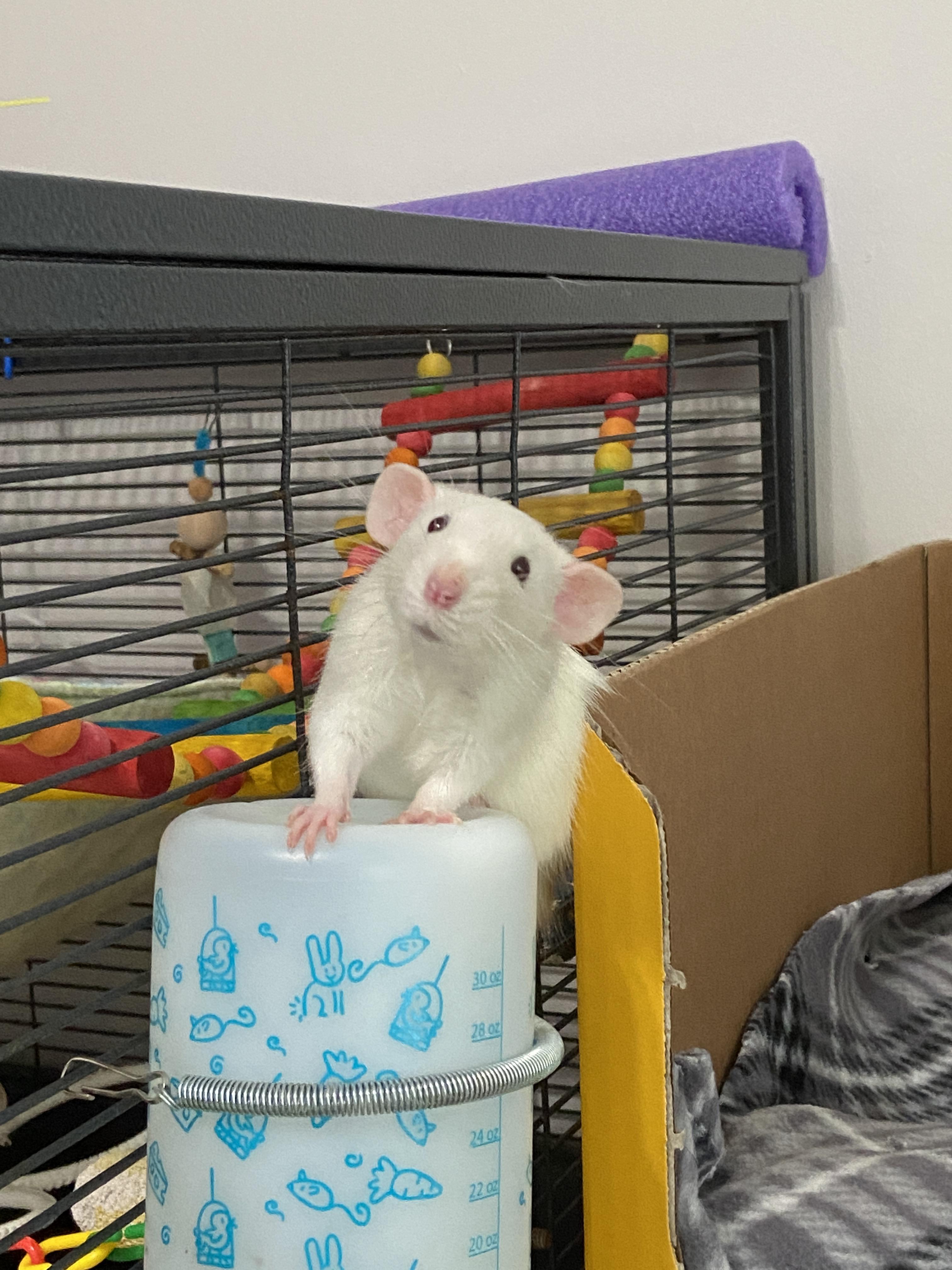 Crackers watching me during free roam. | Scrolller