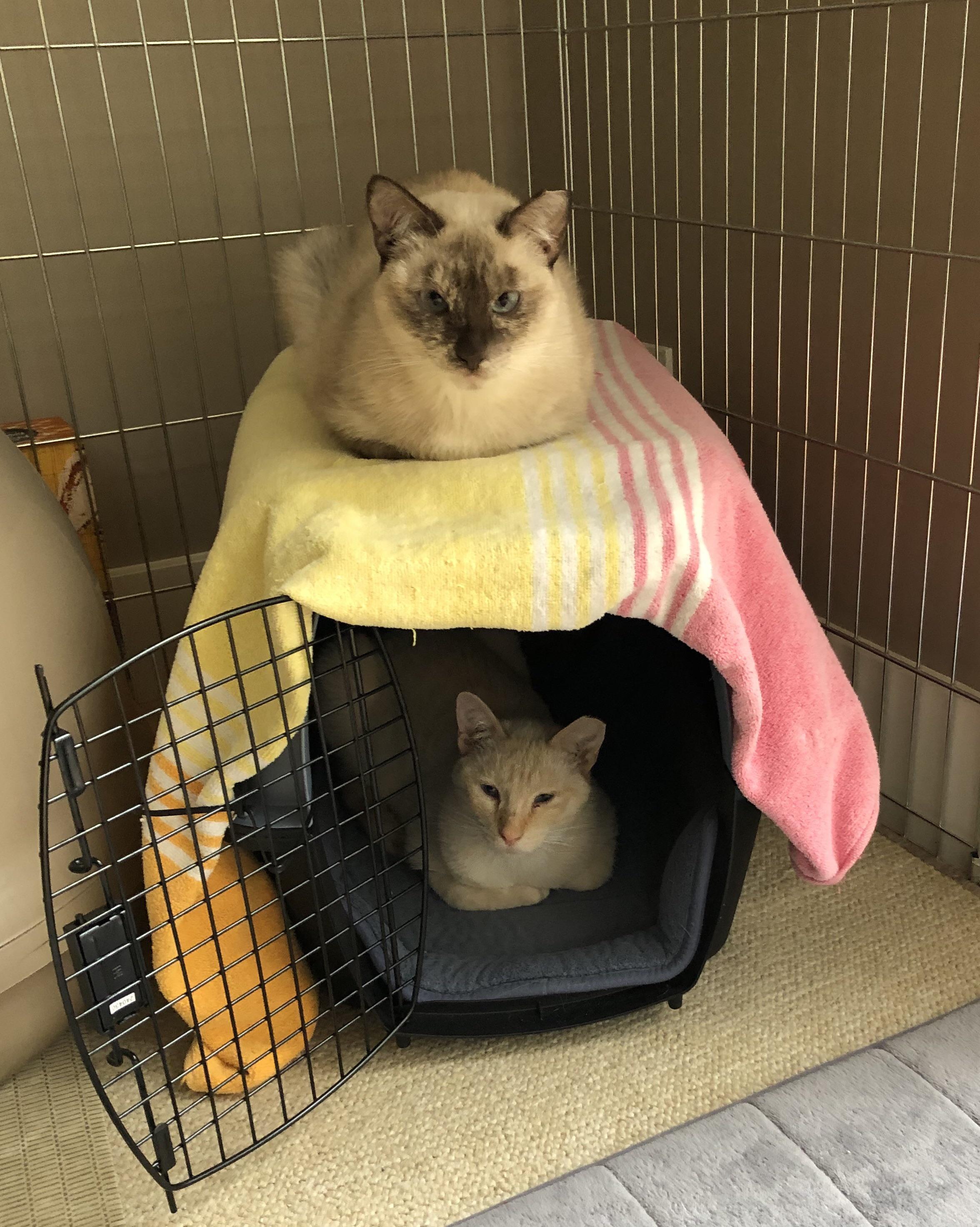 Crate Training, not what we envisioned. #toffeeandnougat | Scrolller