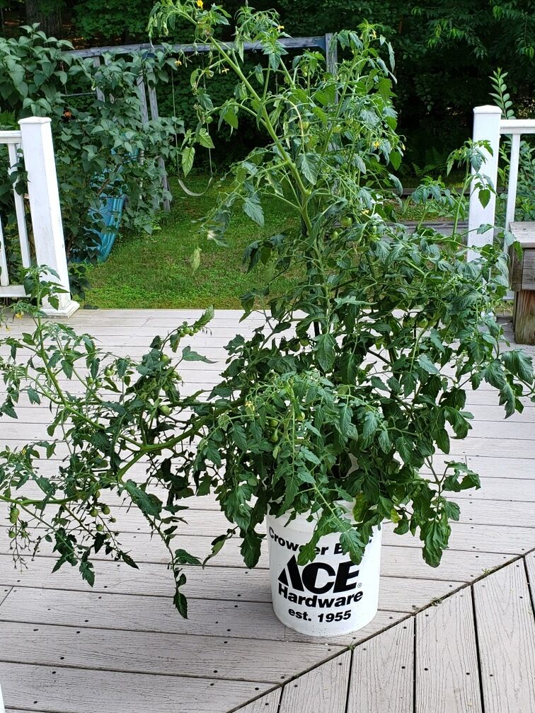 Crazy big cherry plant! | Scrolller