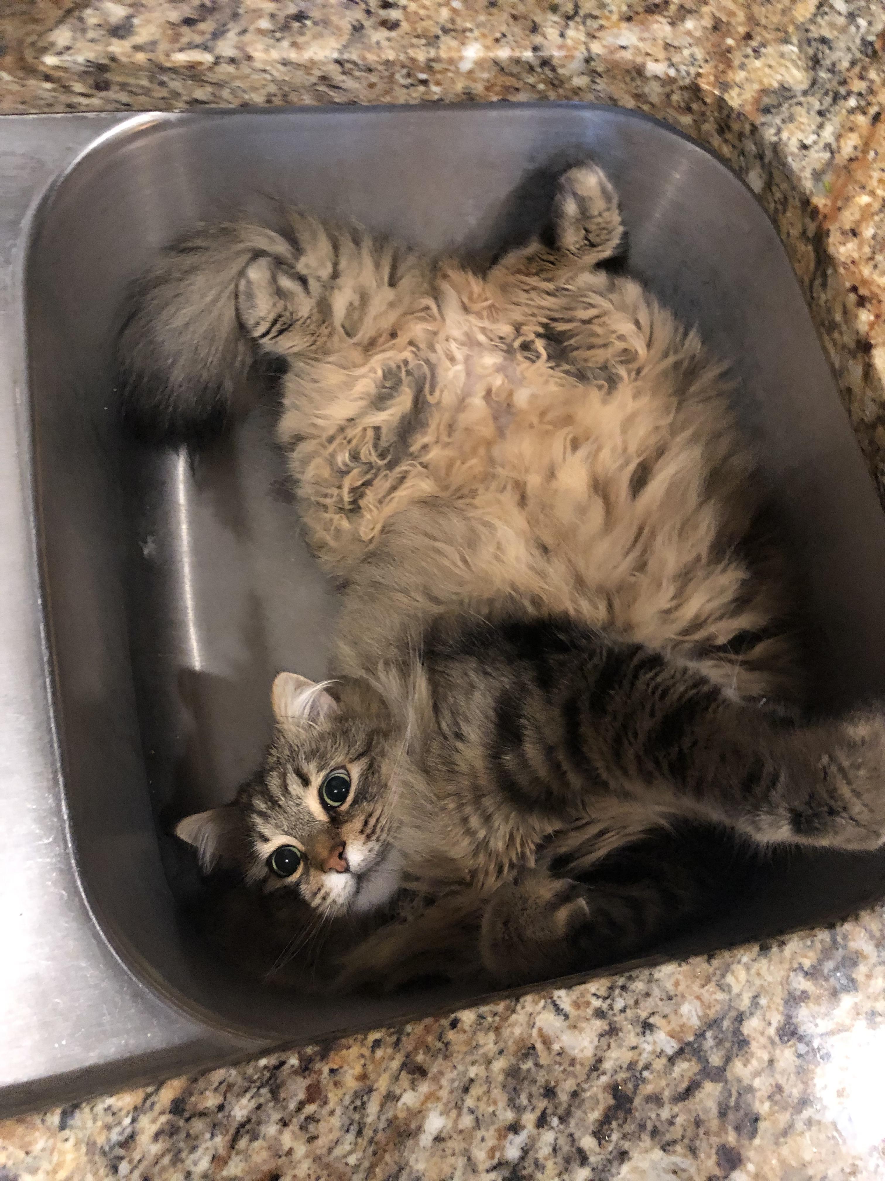 Crazy eyed Burt showing off the belly floof | Scrolller