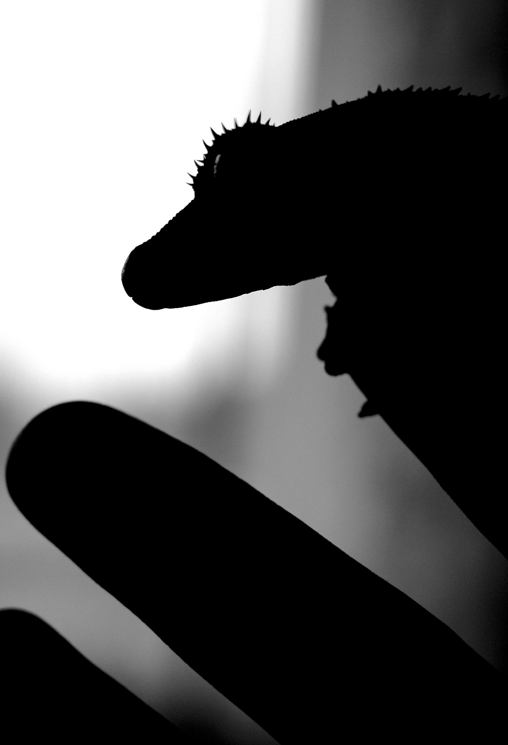 Crested Geckos. Long may they reign... =) Happy halloween! | Scrolller