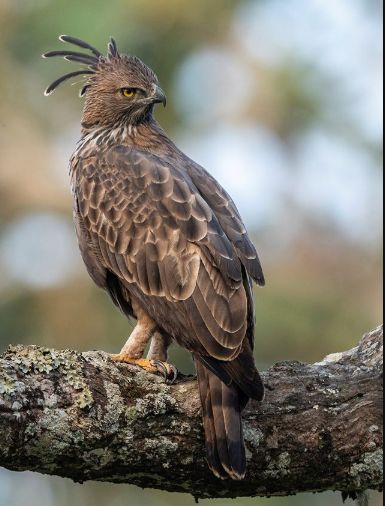 Crested Hawk-Eagle | Scrolller