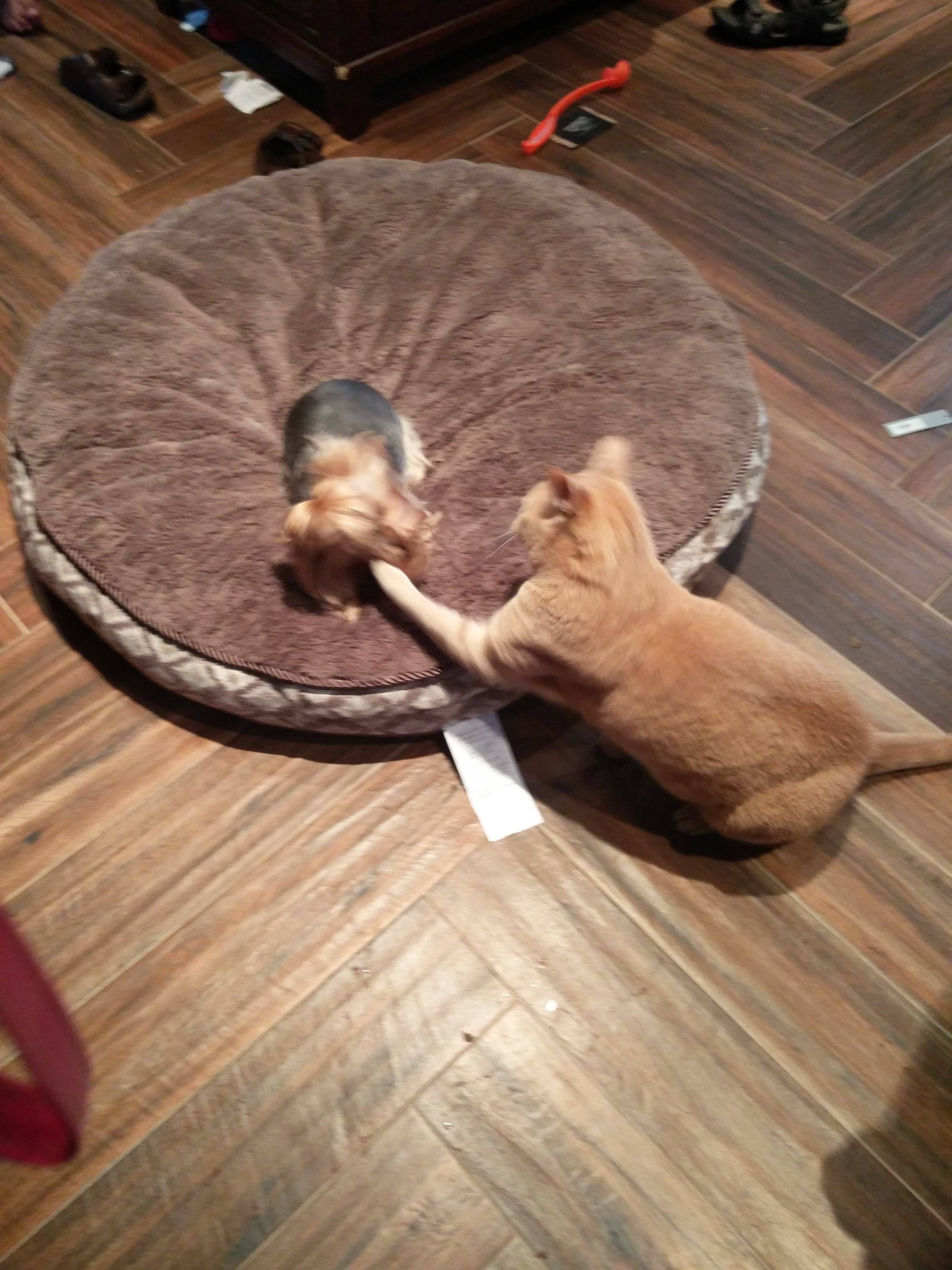 Crime in progress | Scrolller