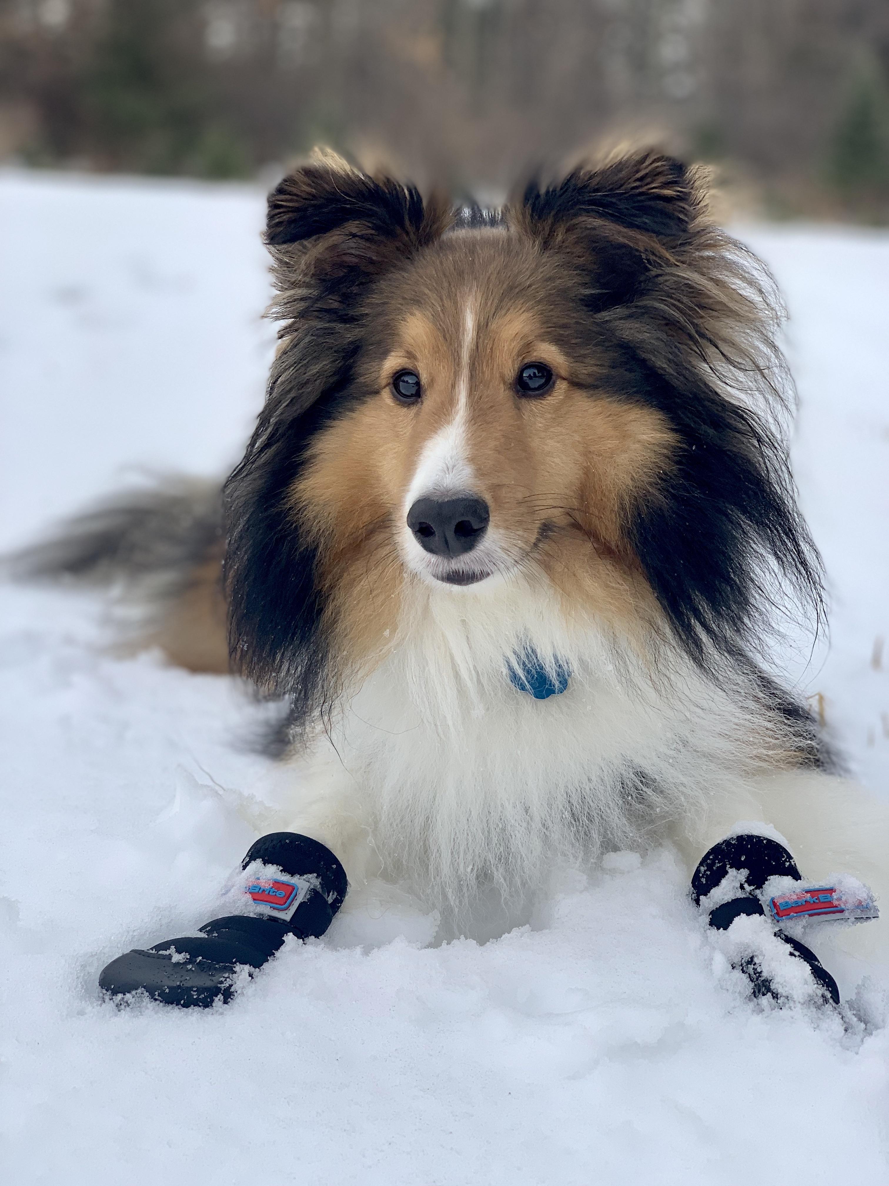 Cross-country ski pup | Scrolller