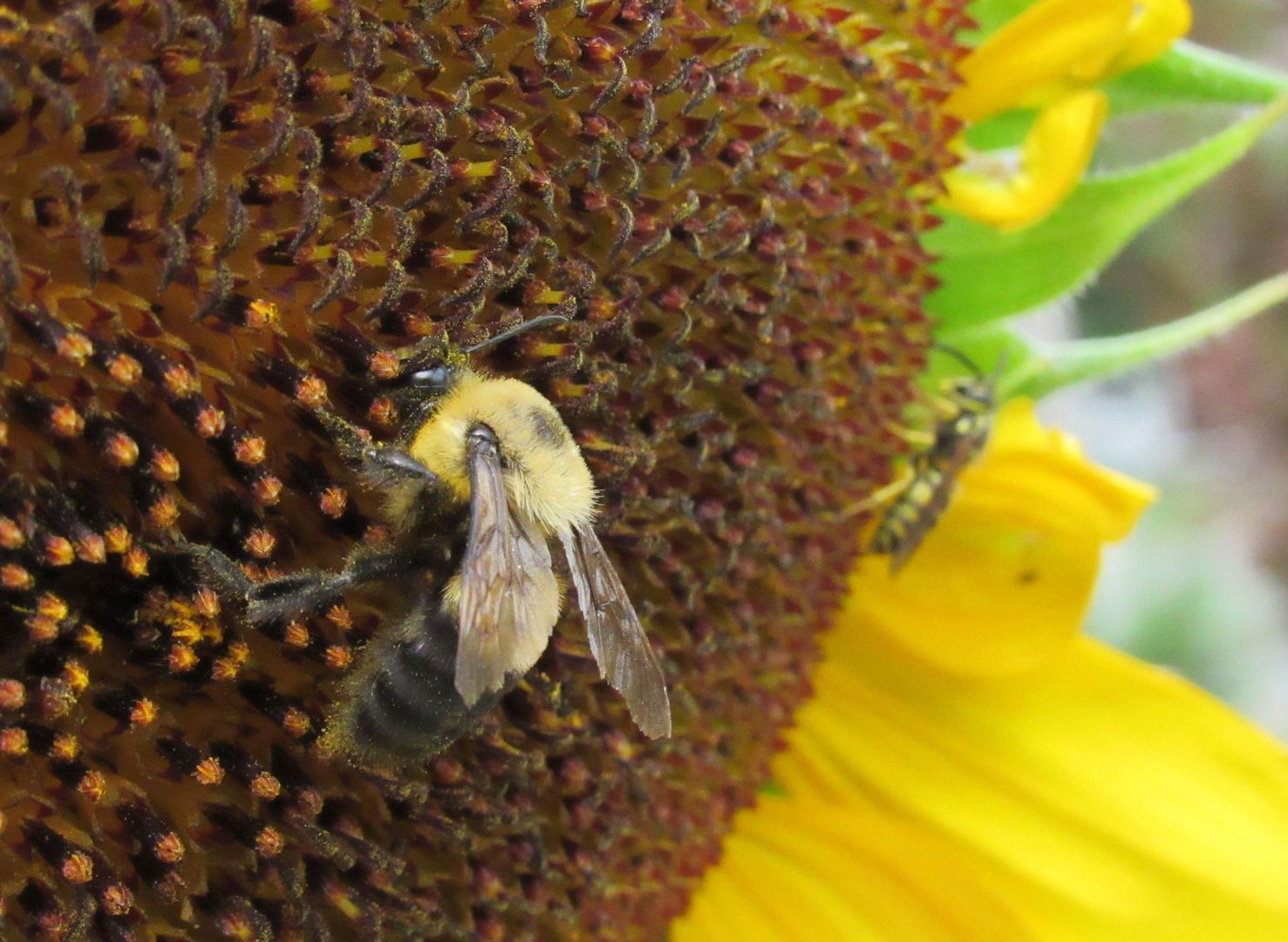 Crouching bumblebee, hidden yellowjacket | Scrolller